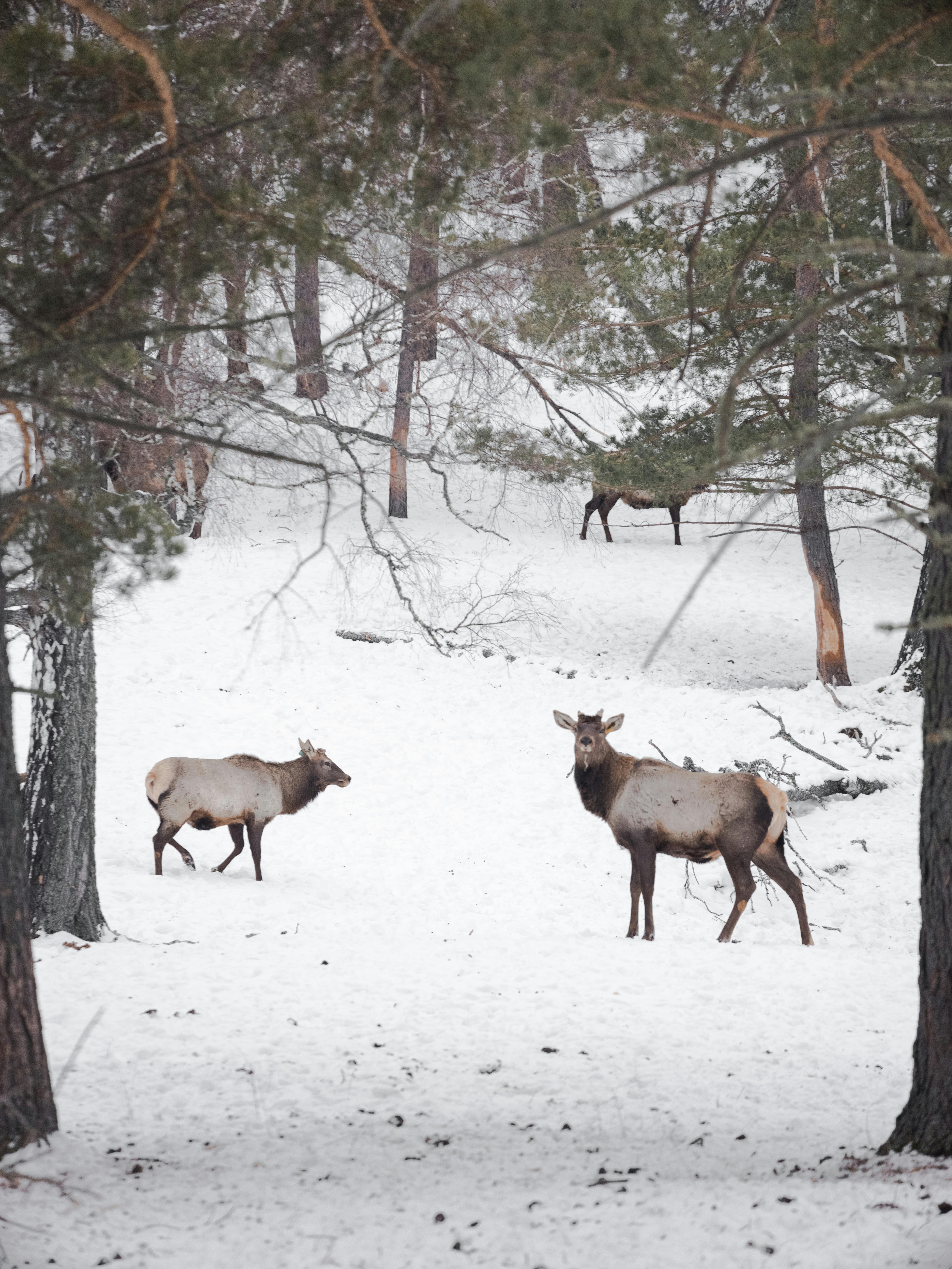 Deer On Snow Field · Free Stock Photo