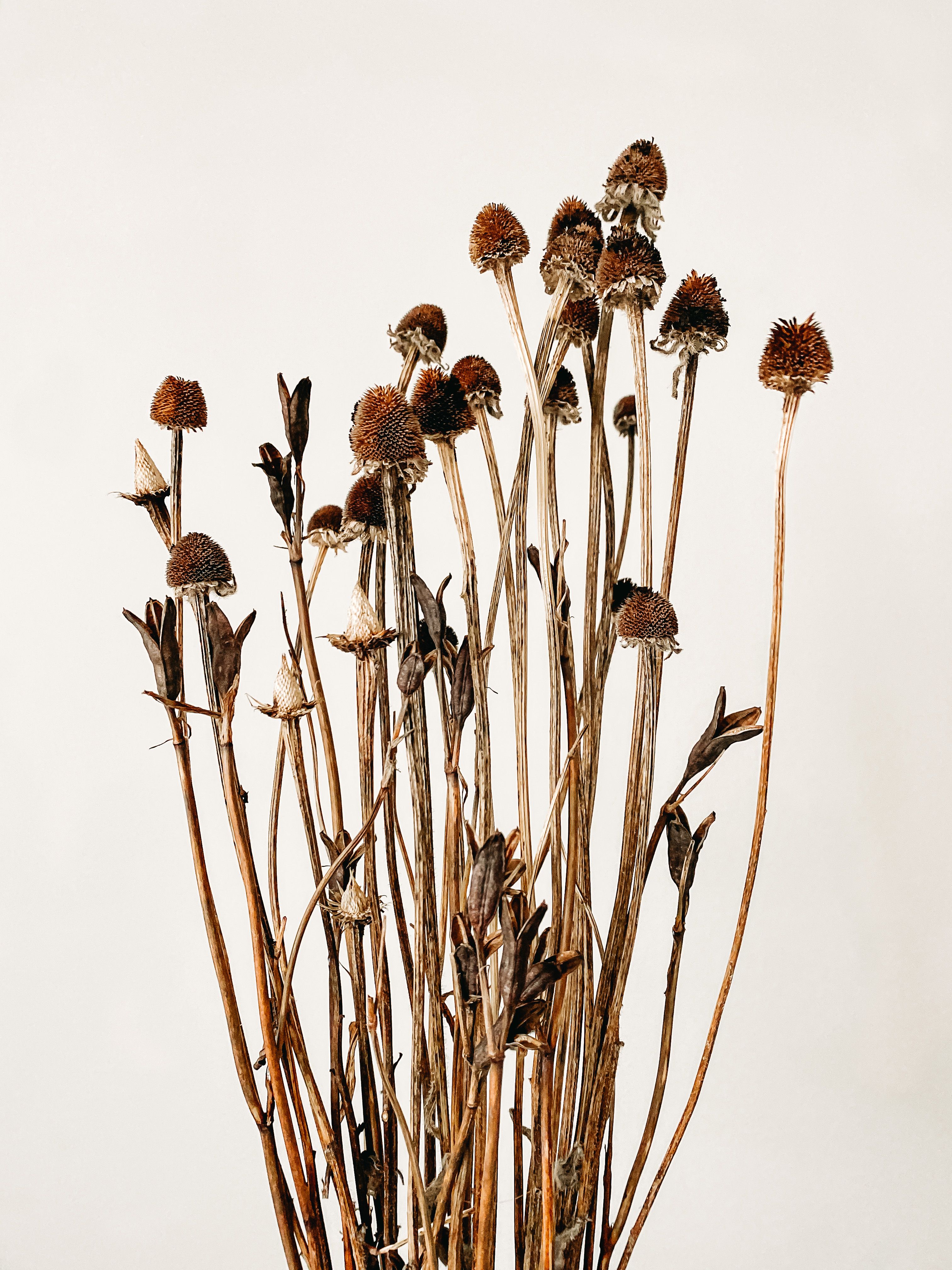 Brown and Black Flower Buds · Free Stock Photo
