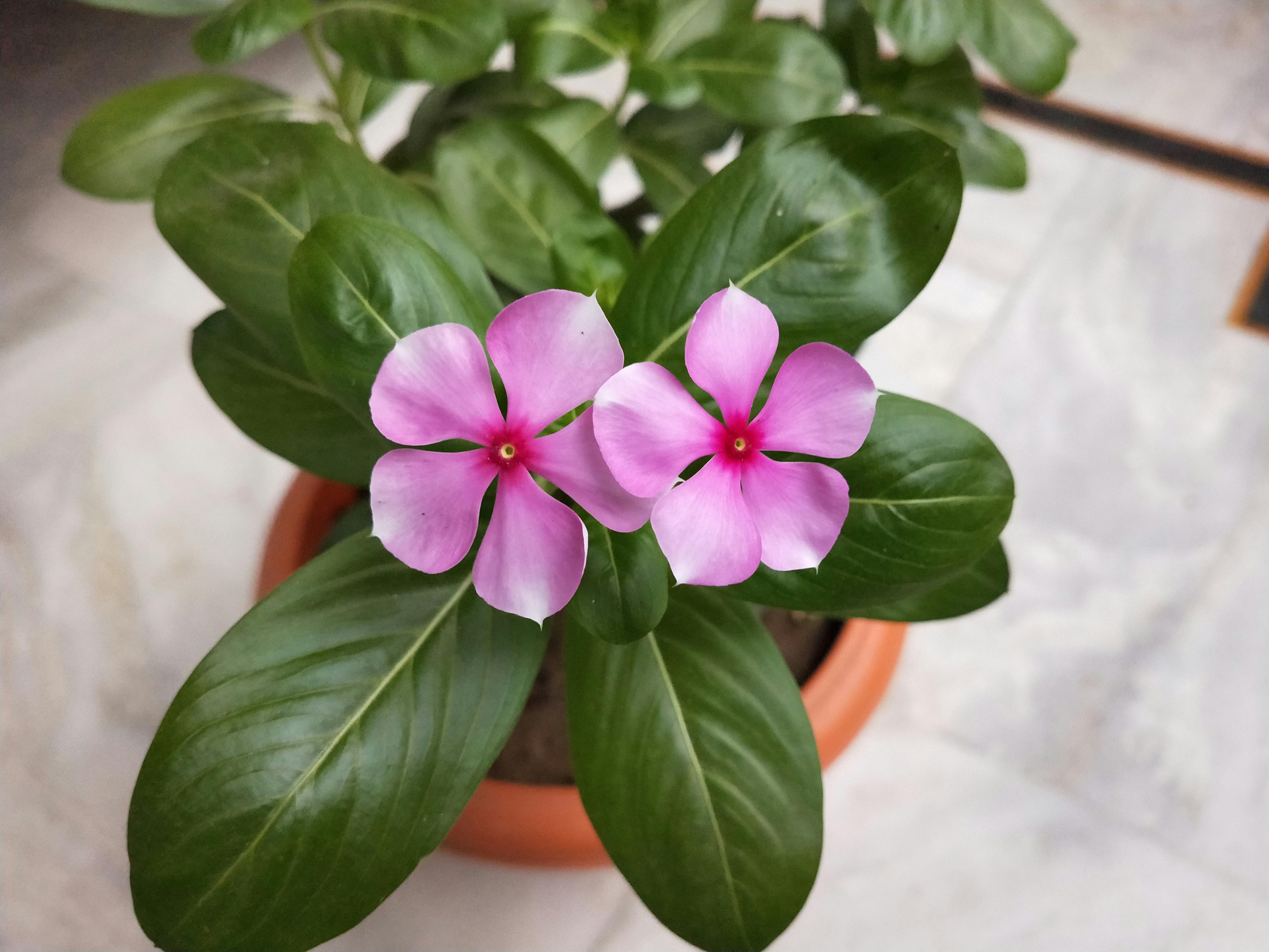 Periwinkle Flower Decoration Photos, Download The BEST Free Periwinkle ...