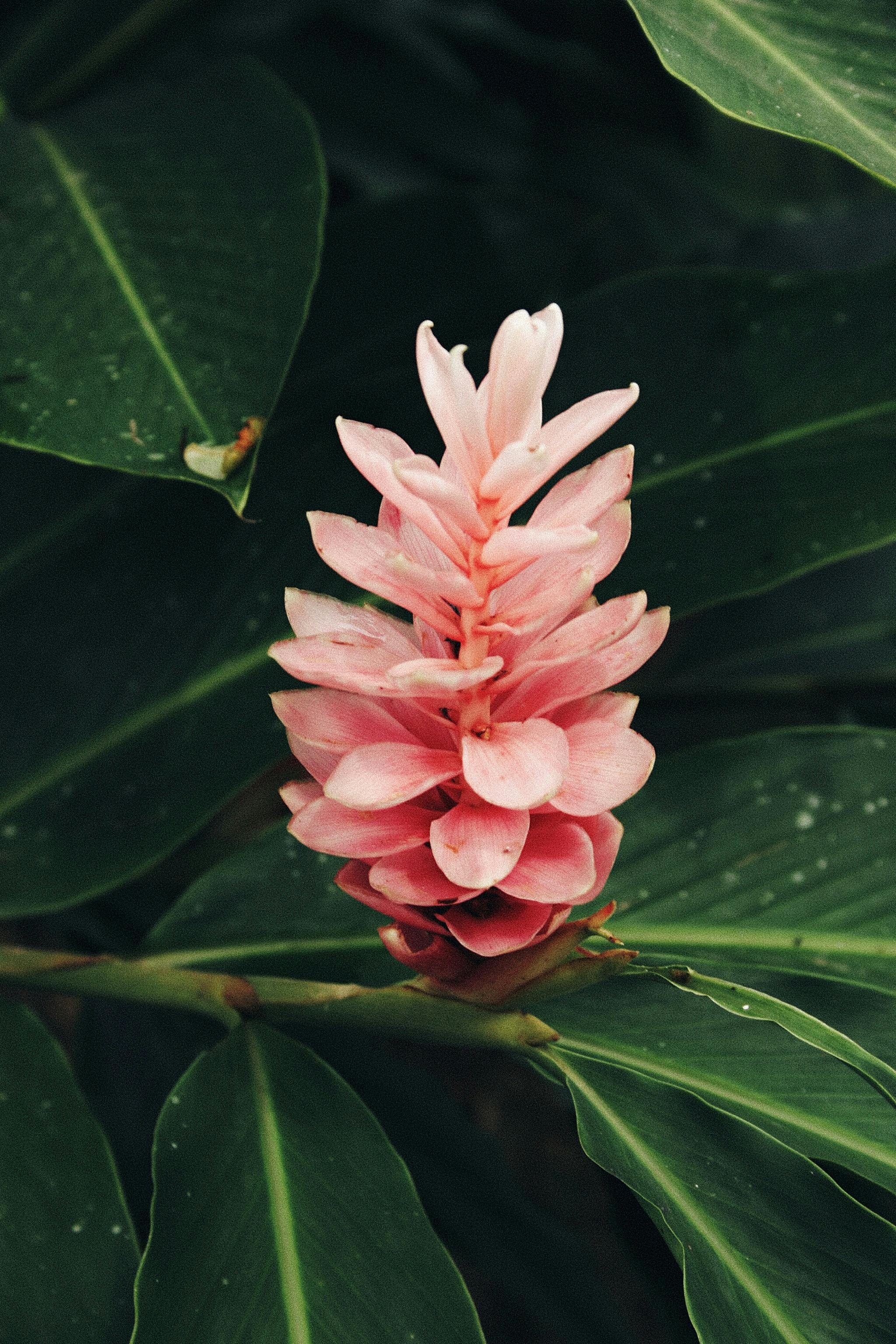 A Blooming Red Ginger Native Malaysian Plant · Free Stock Photo