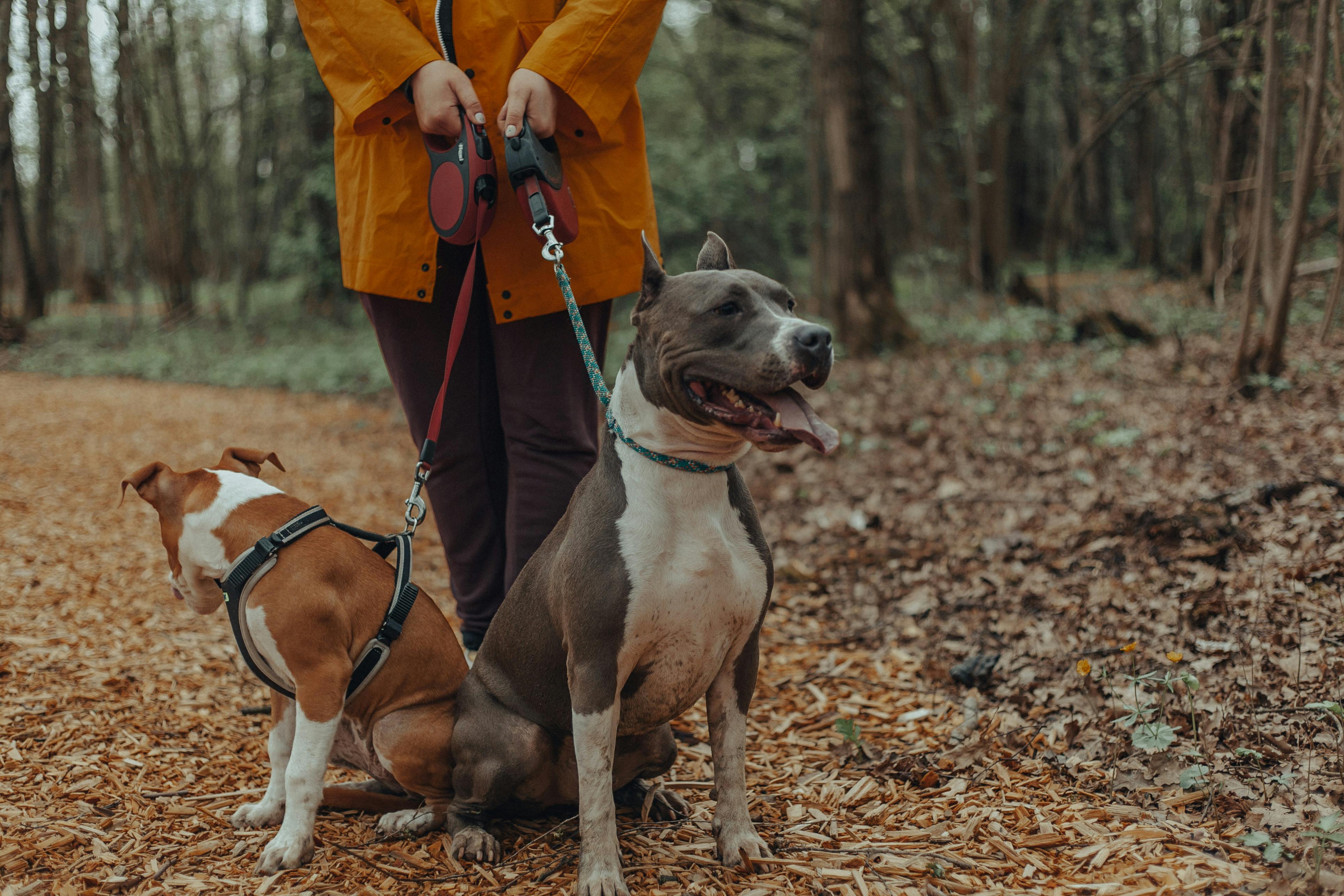 Crop owner with dogs in park · Free Stock Photo