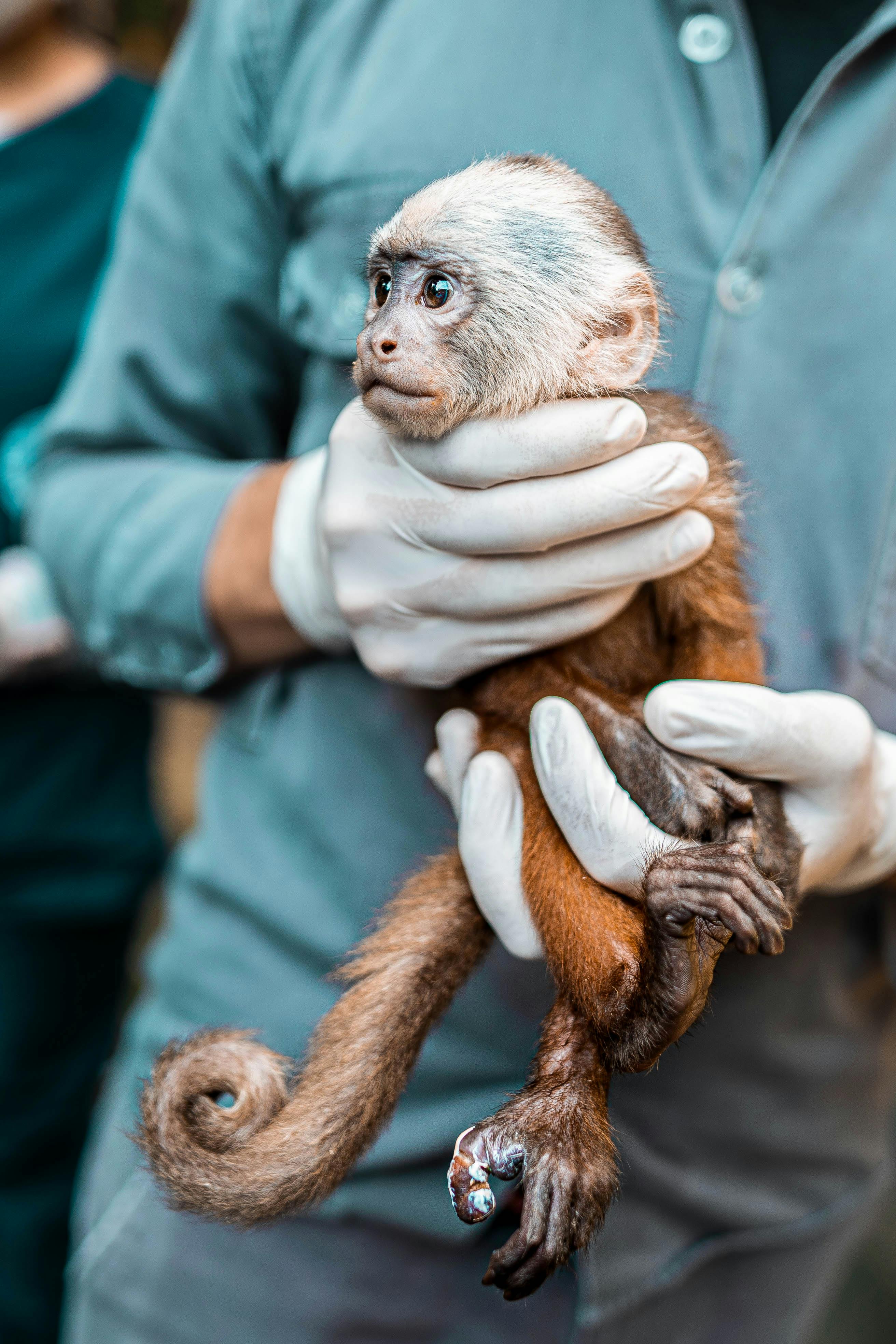 Hairy monkey sitting on stone in zoo · Free Stock Photo