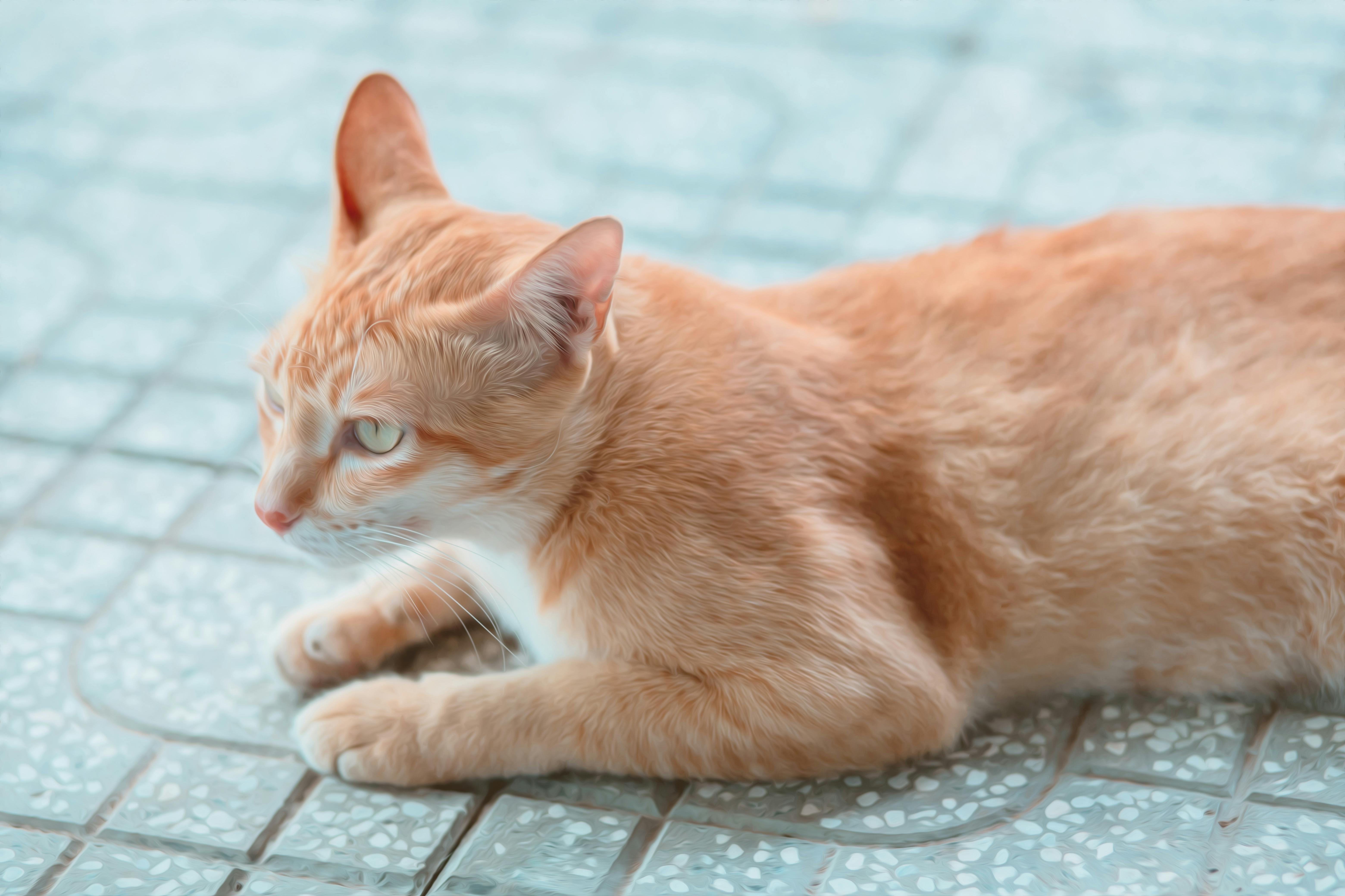 Cat Cutout Photos, Download The BEST Free Cat Cutout Stock Photos & HD ...