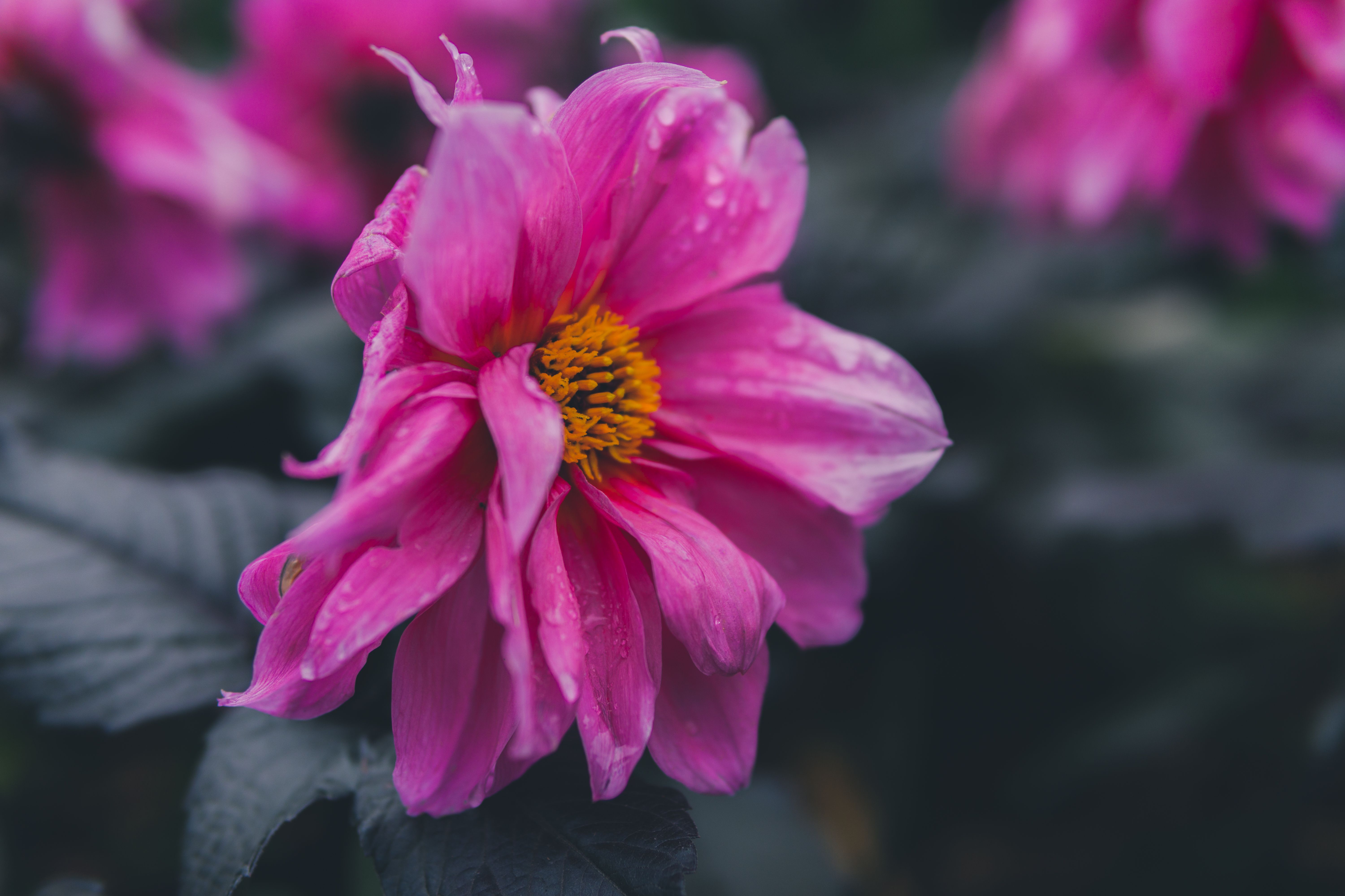 Cherry Blossom Tree in Close-up Photo · Free Stock Photo