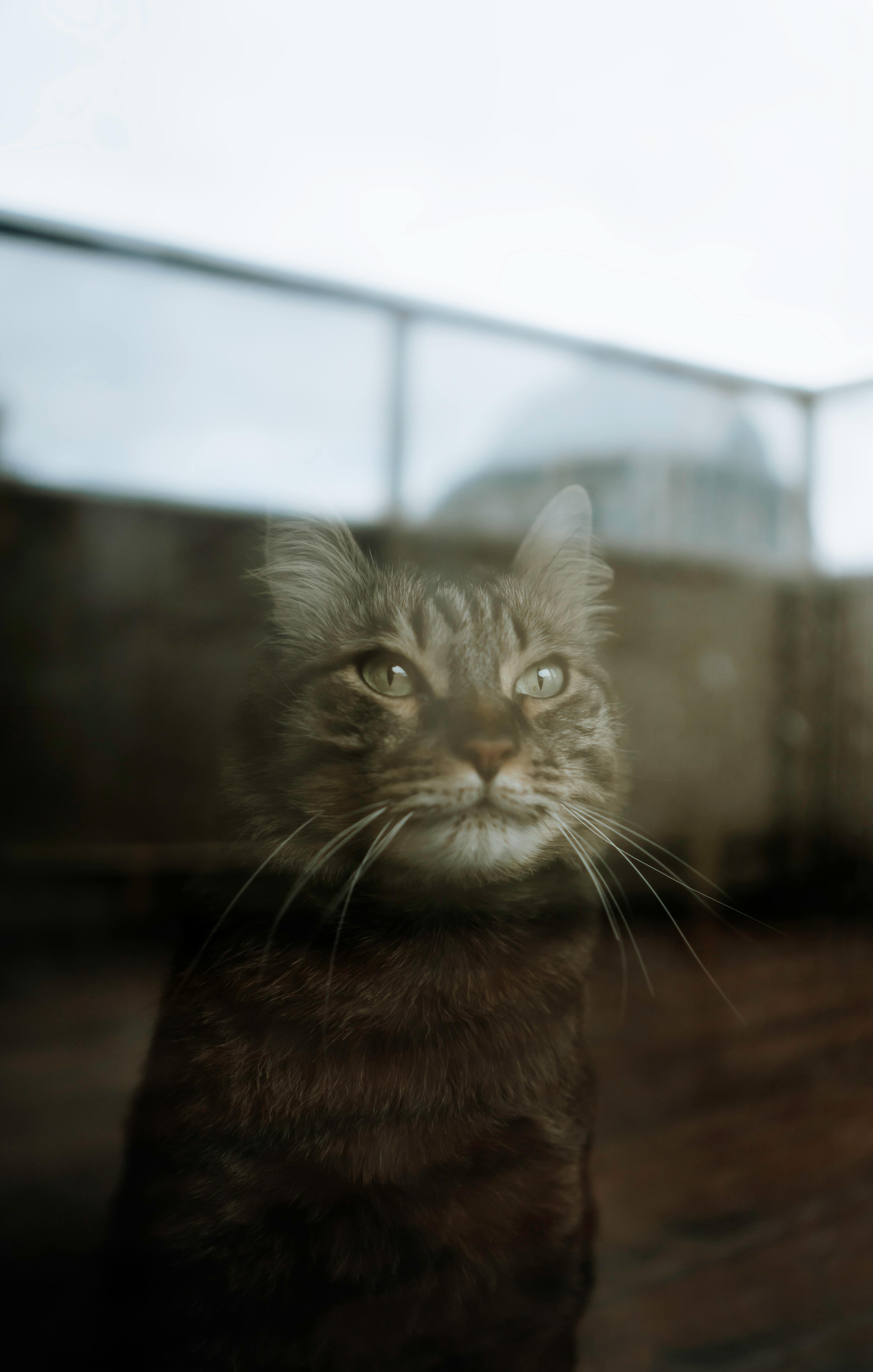Black Cat Near A Glass Window · Free Stock Photo