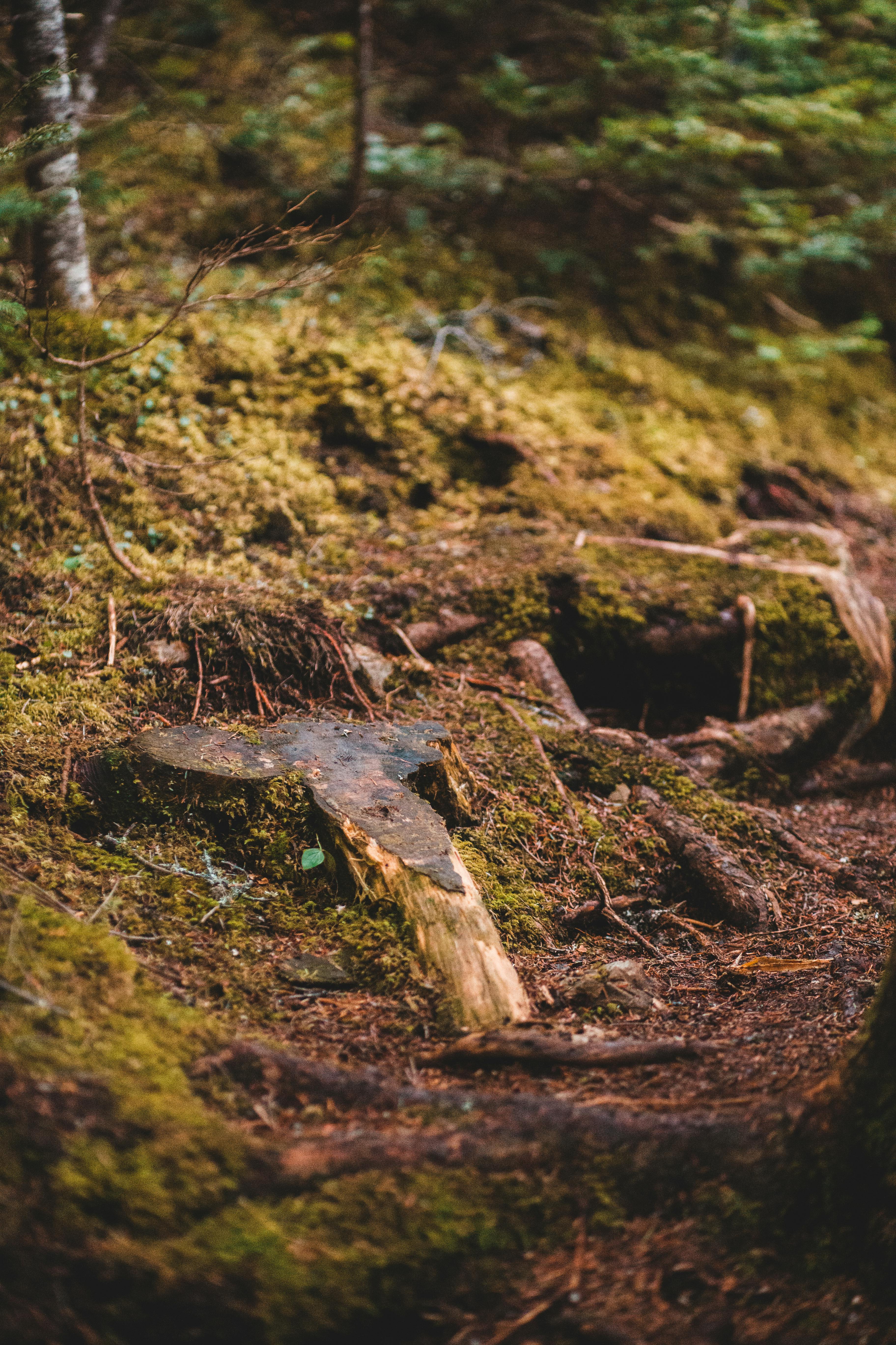 Moss on tree roots in woods · Free Stock Photo