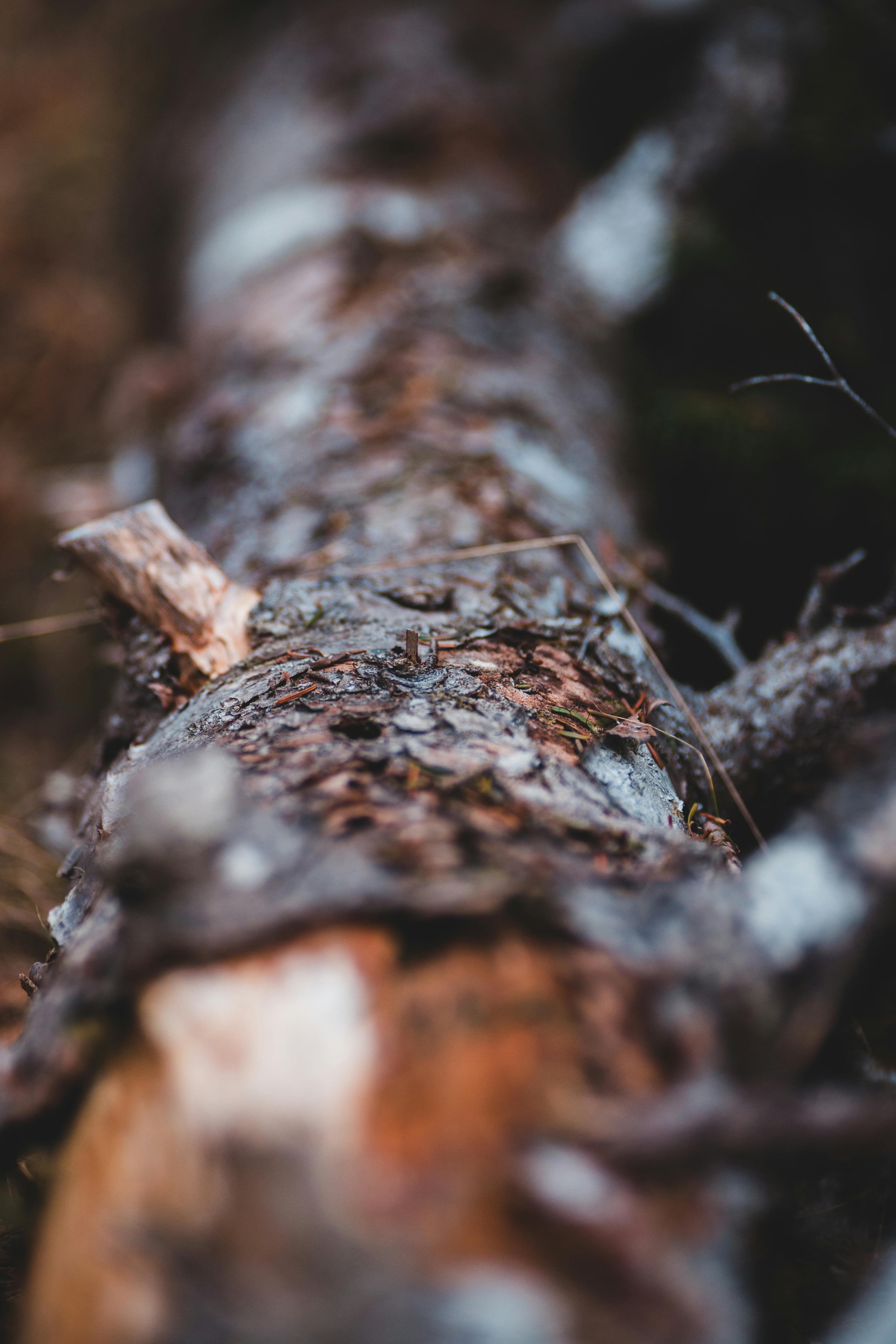 Old tree stem with heart shaped carving in forest · Free Stock Photo