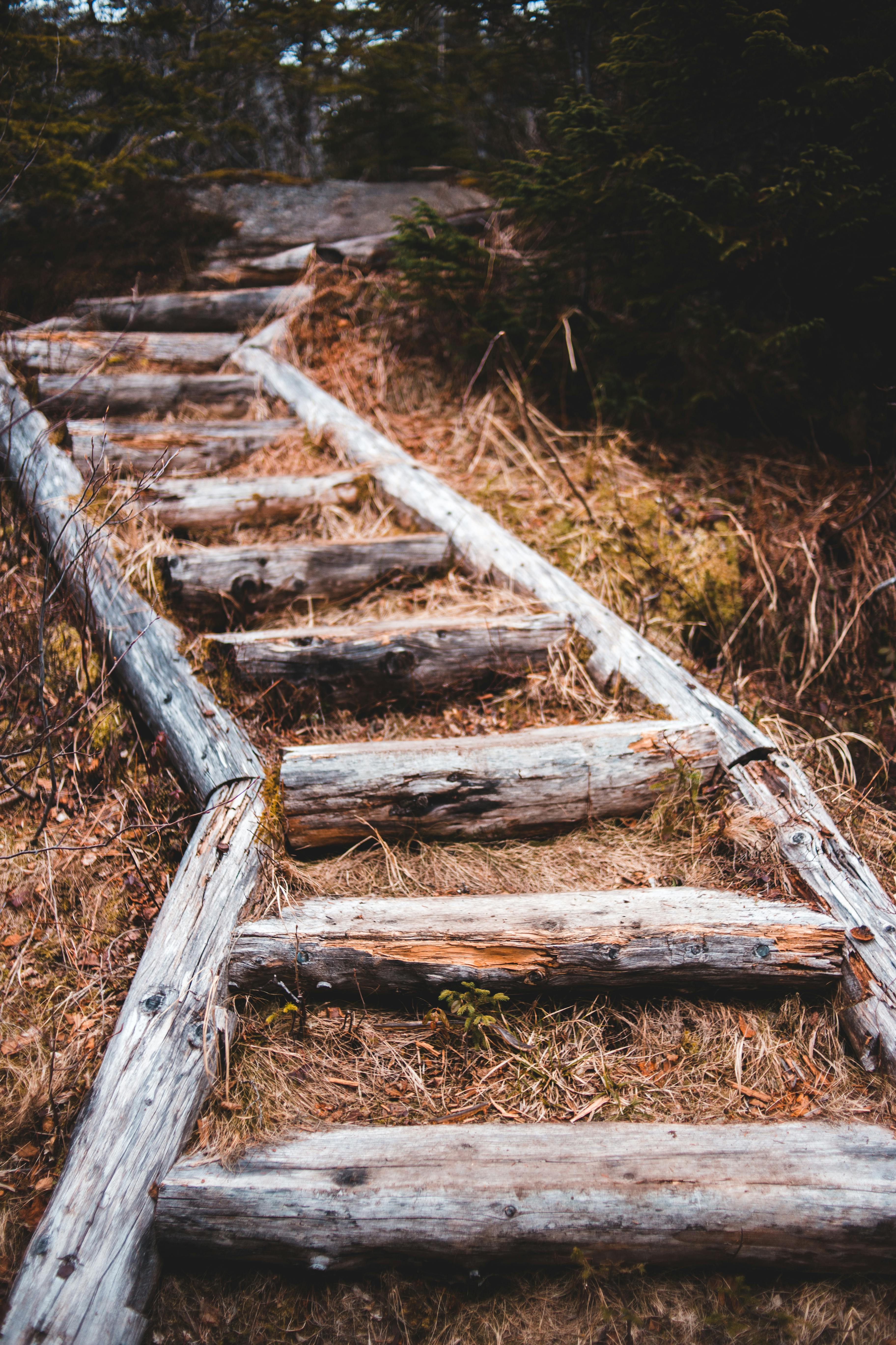 Timber path running through dry grassy autumn woods · Free Stock Photo