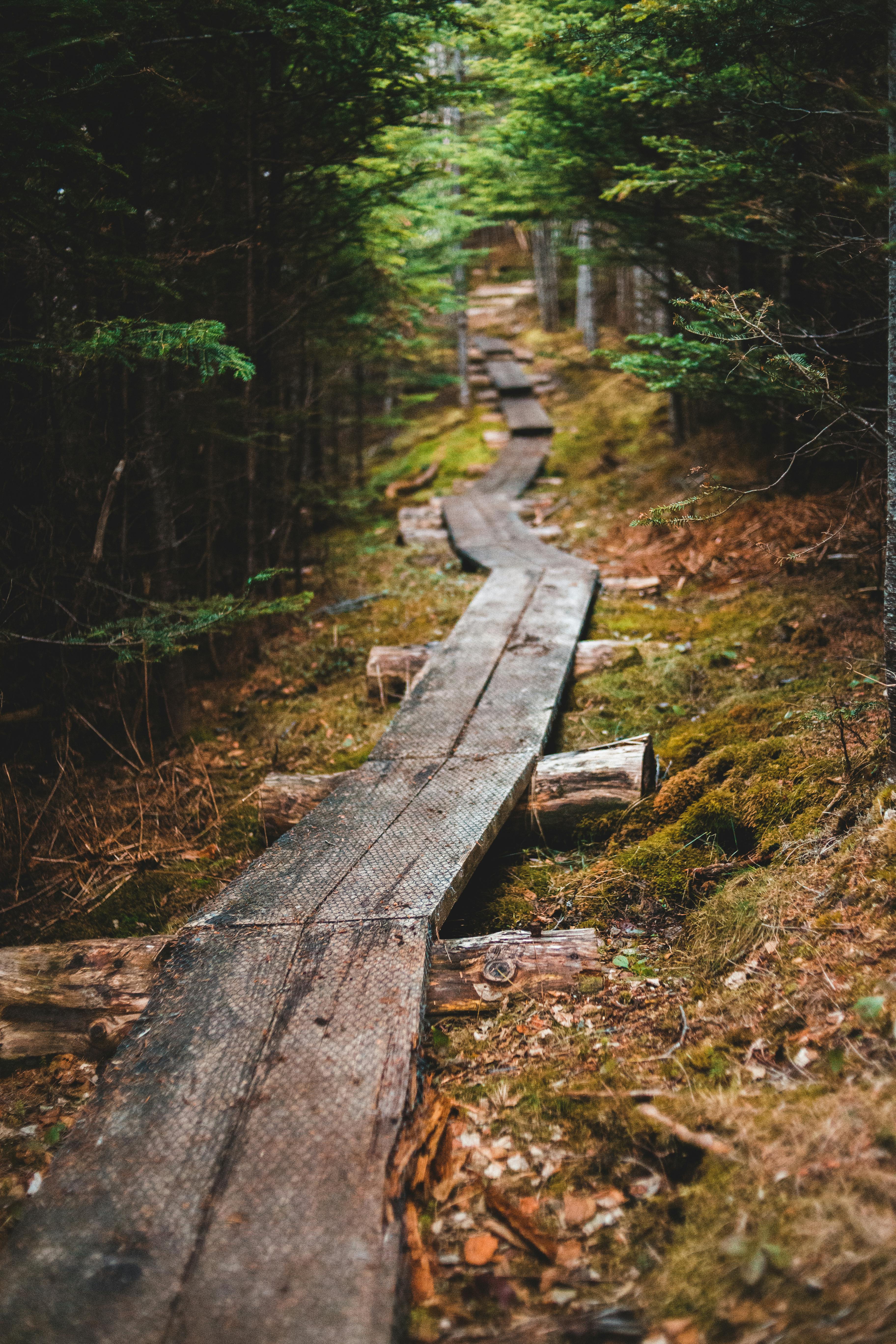 Brown Wooden Pathway in Forest · Free Stock Photo