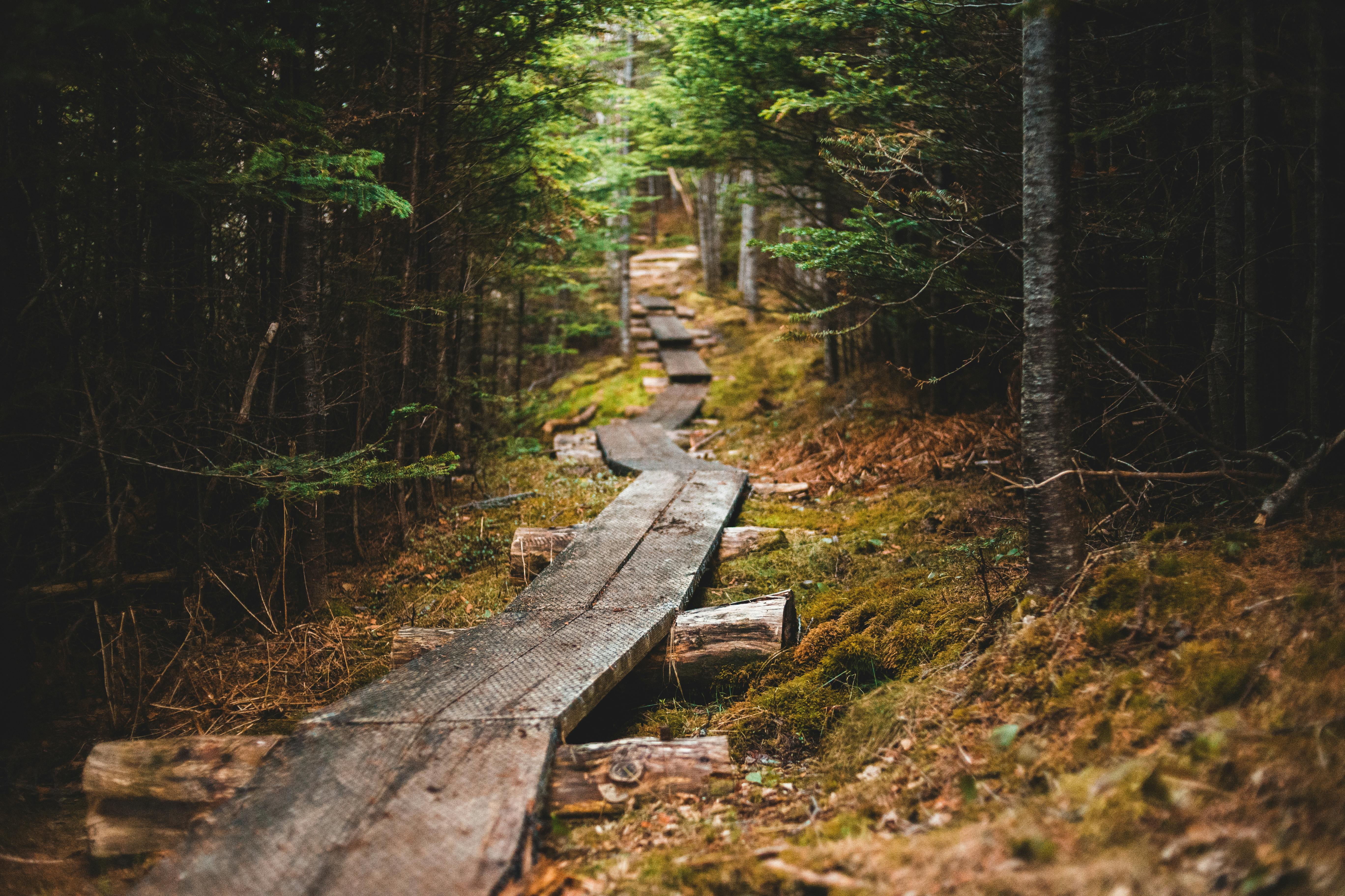 Brown Wooden Pathway on Forest · Free Stock Photo