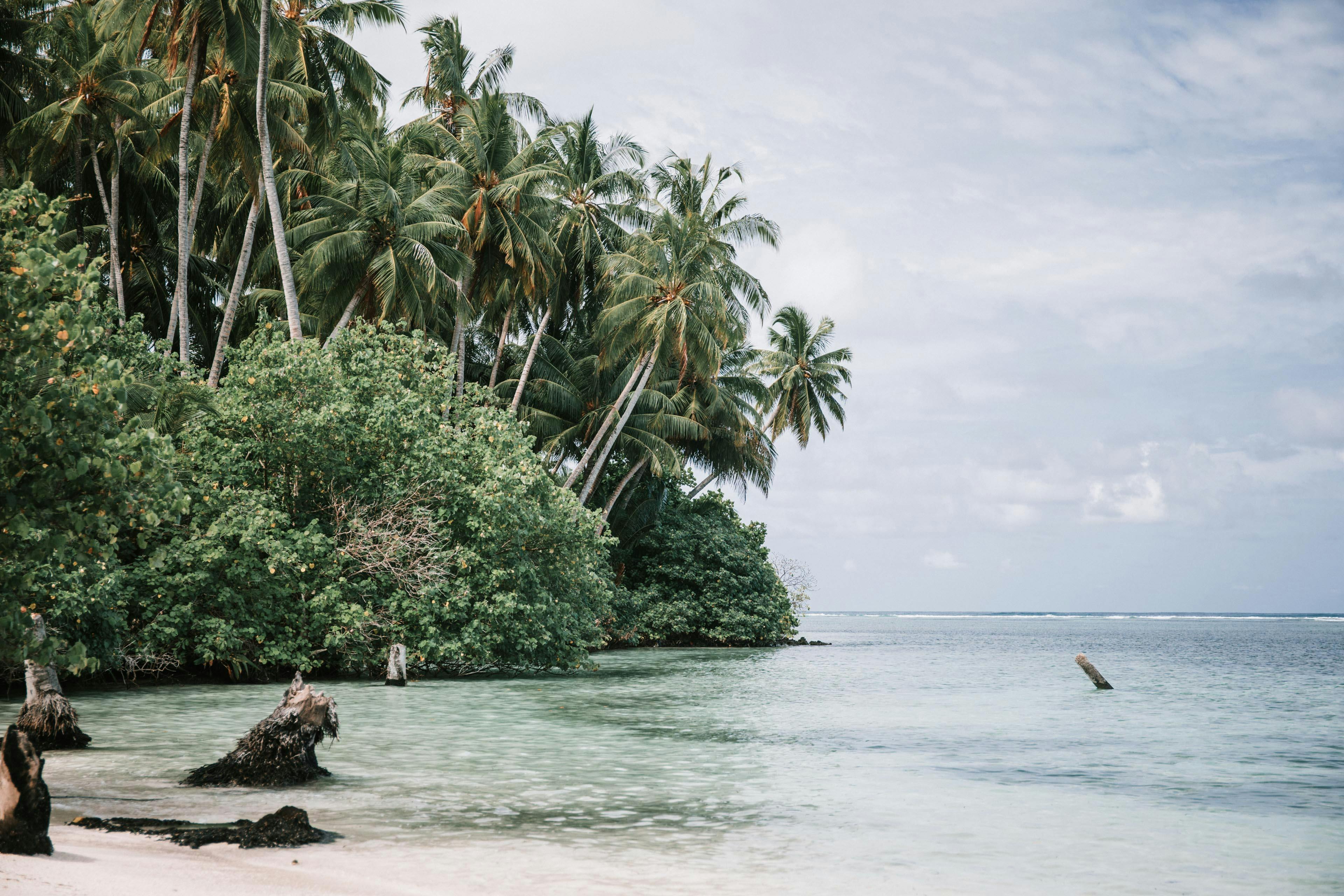 Coconut Tree Near Body of Water Under Blue Sky · Free Stock Photo