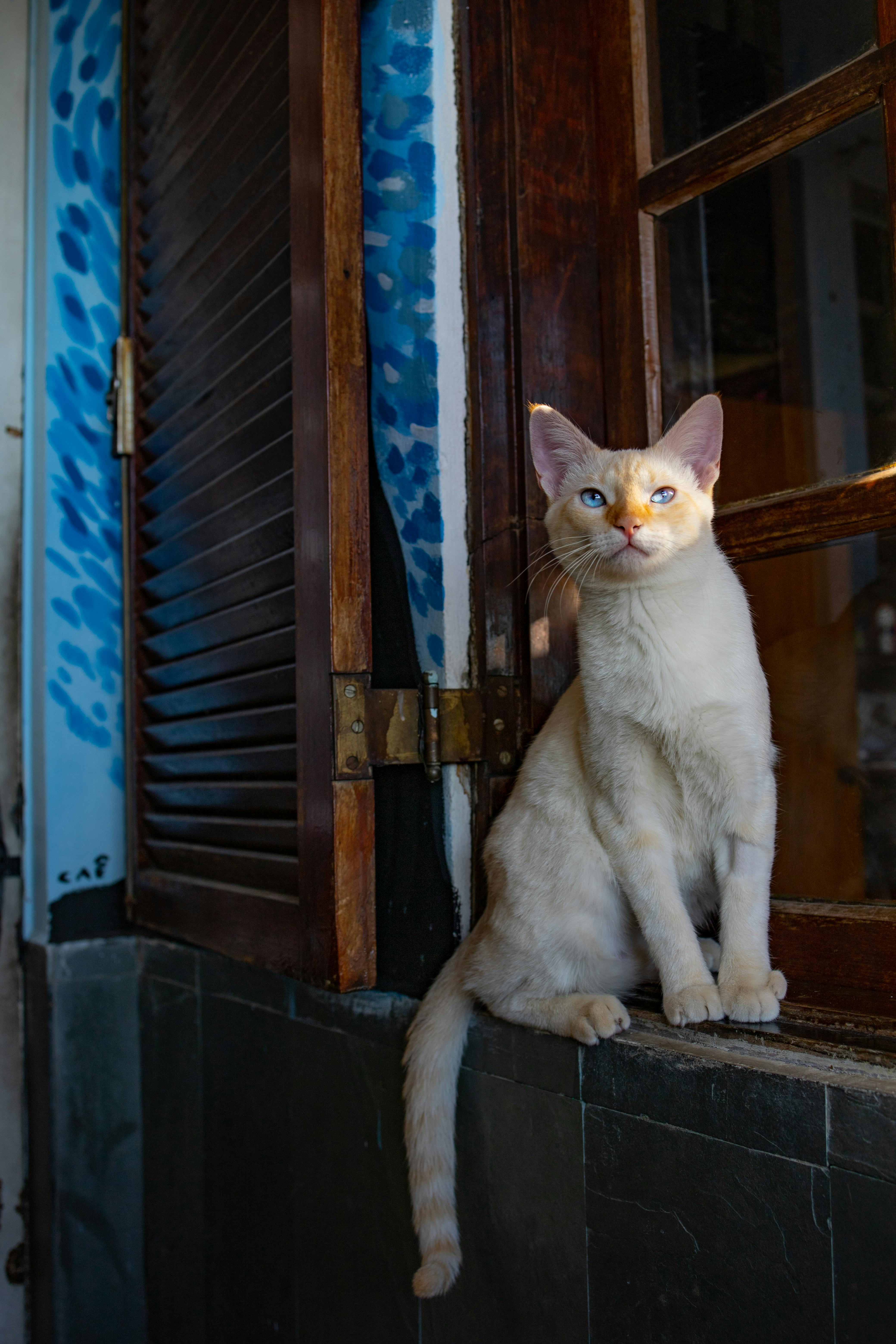 Photo of White Cat Sitting Near Wooden Window · Free Stock Photo