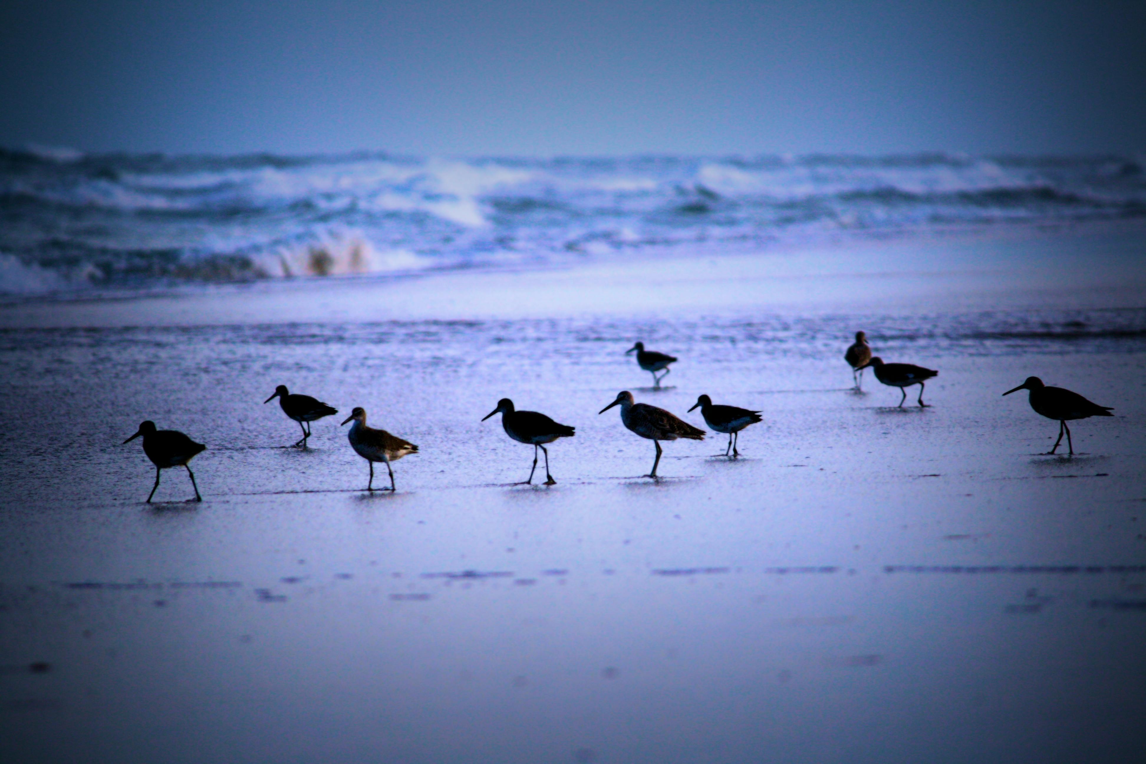 Free stock photo of animal, beach, ocean