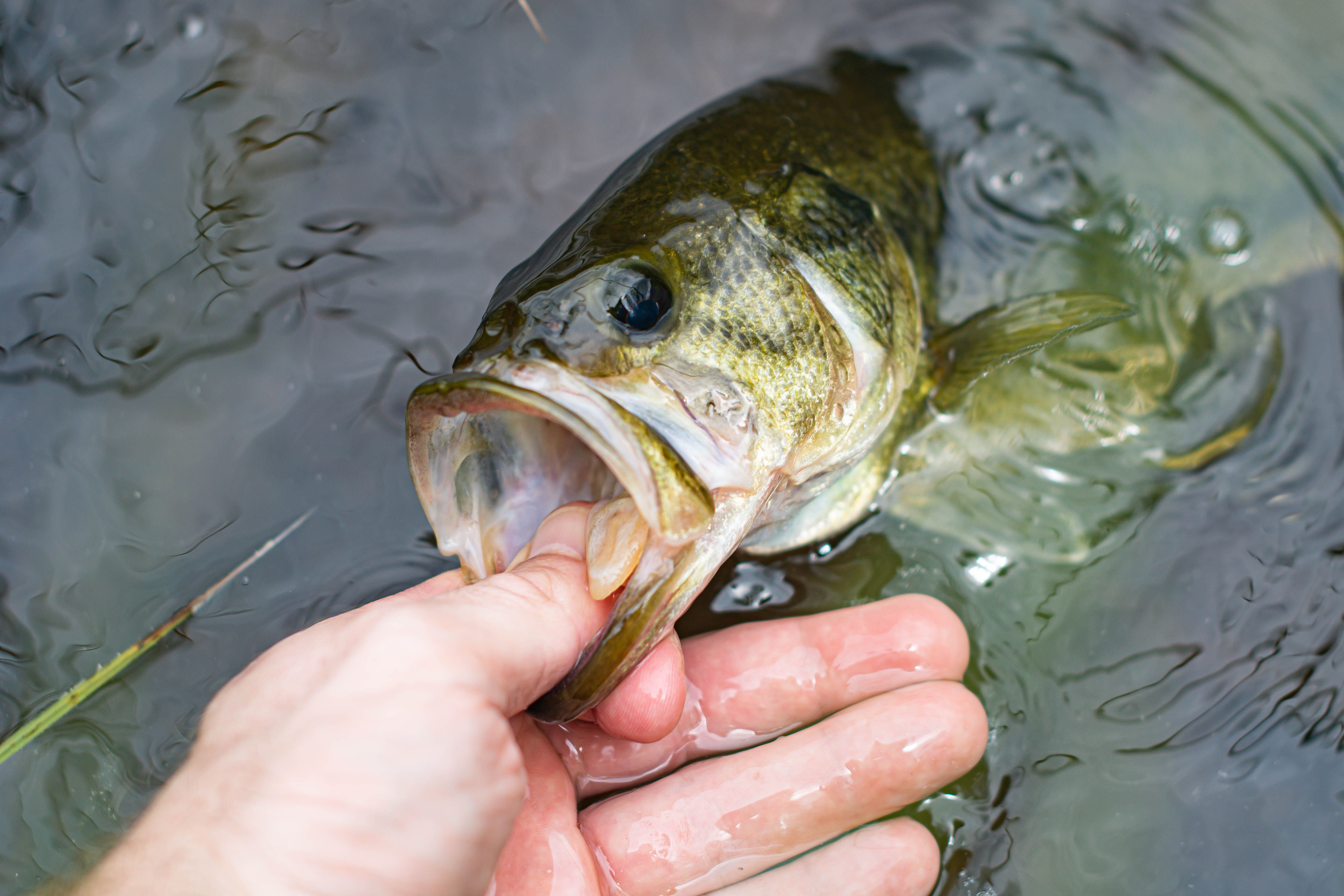 Close Up Photo of a Freshwater Fish · Free Stock Photo