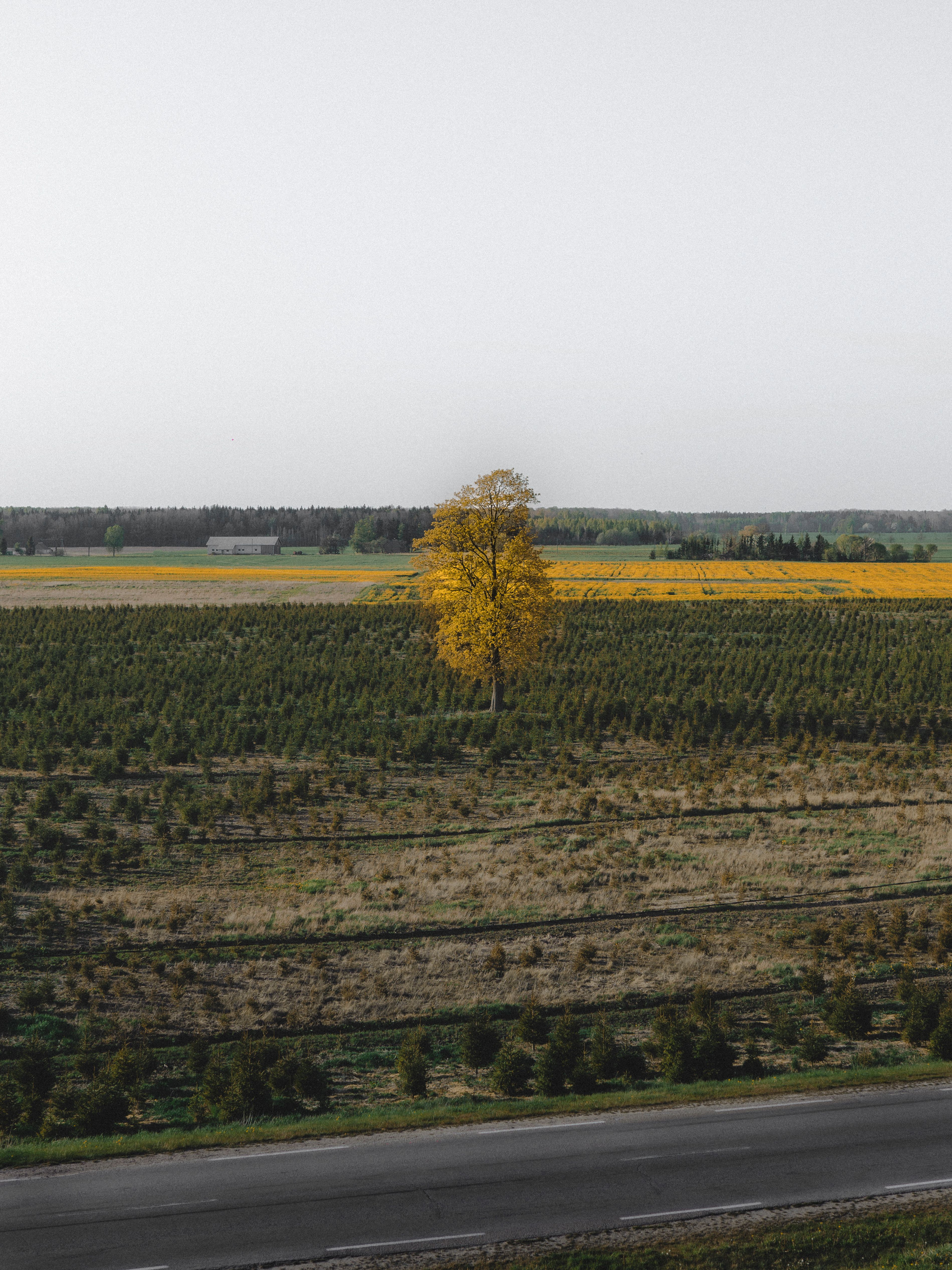 Single Tree on a Field · Free Stock Photo