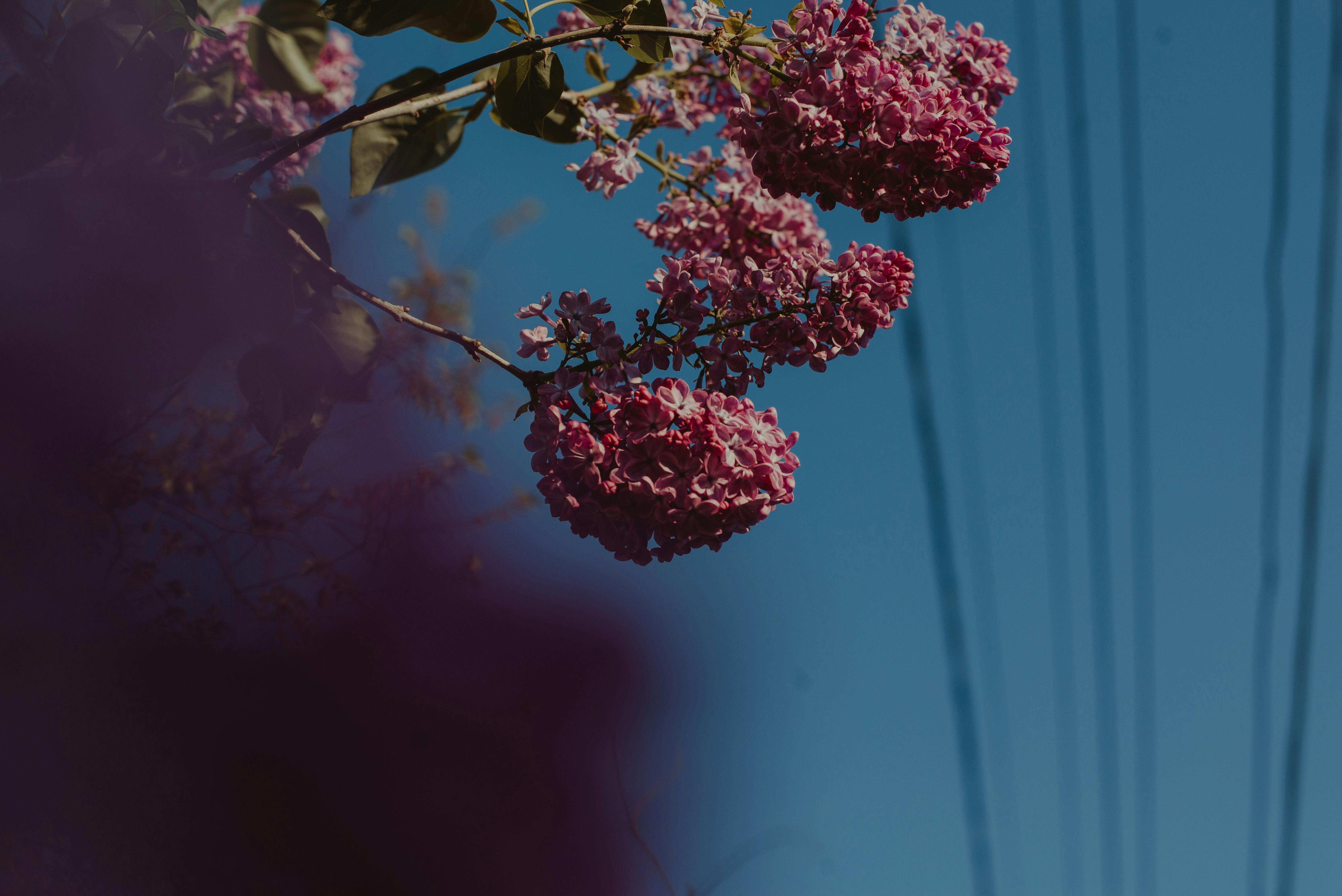 Rocsana Nicoleta Gurza - Photography