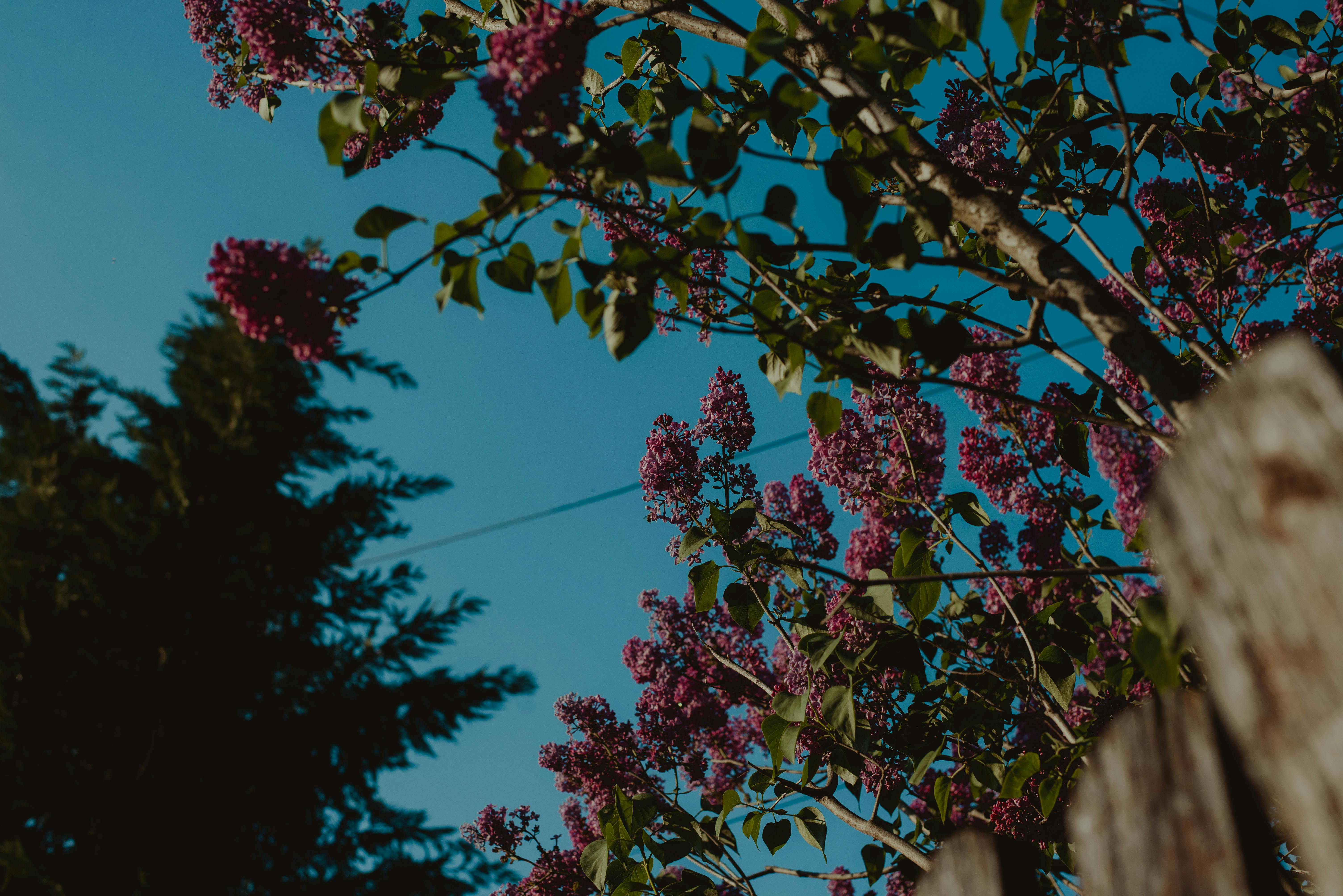 Rocsana Nicoleta Gurza - Photography