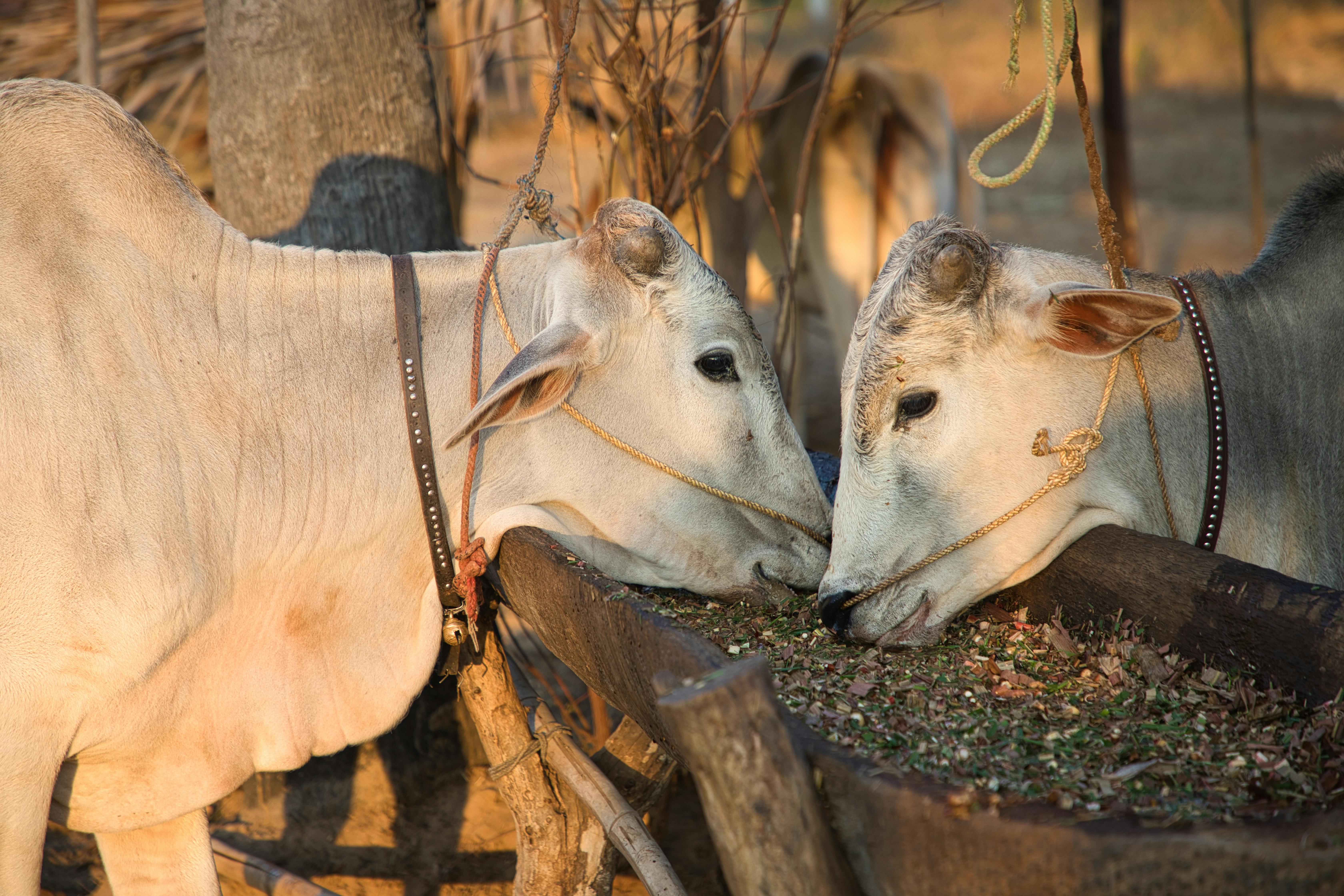 Patha Cows Photos, Download The BEST Free Patha Cows Stock Photos & HD ...