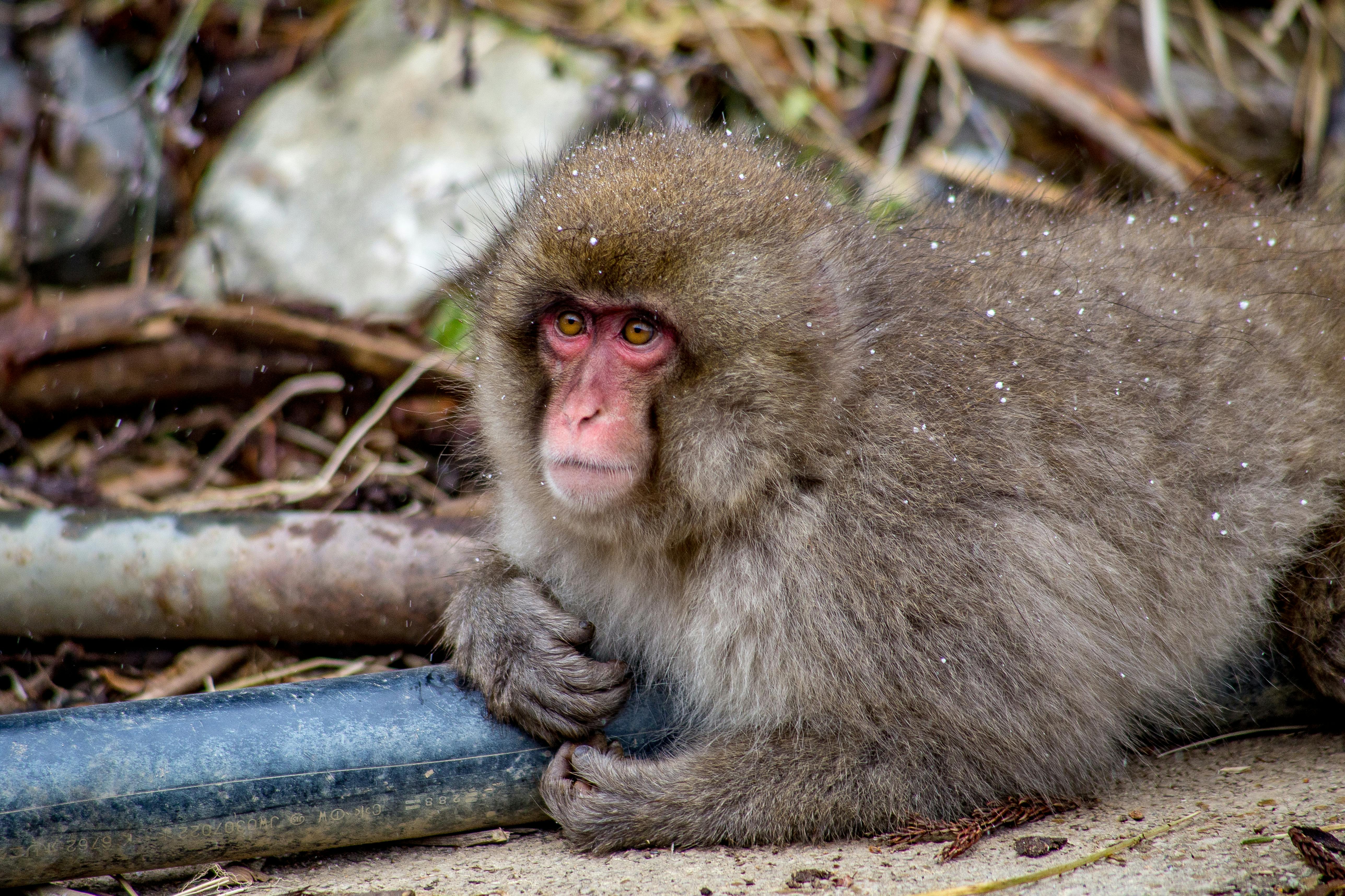 Closeup Photo of Primate · Free Stock Photo