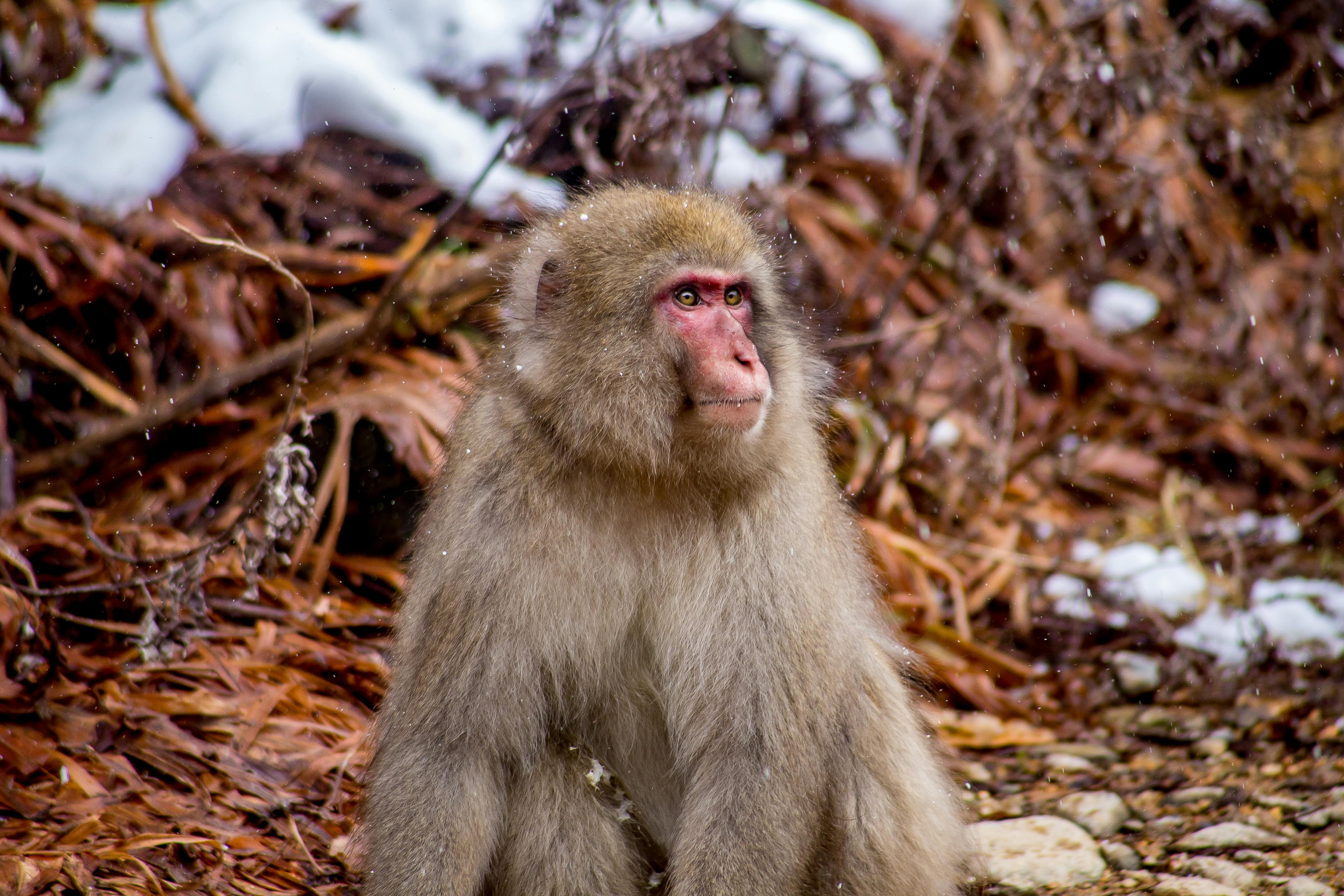 Closeup Photo of Primate · Free Stock Photo