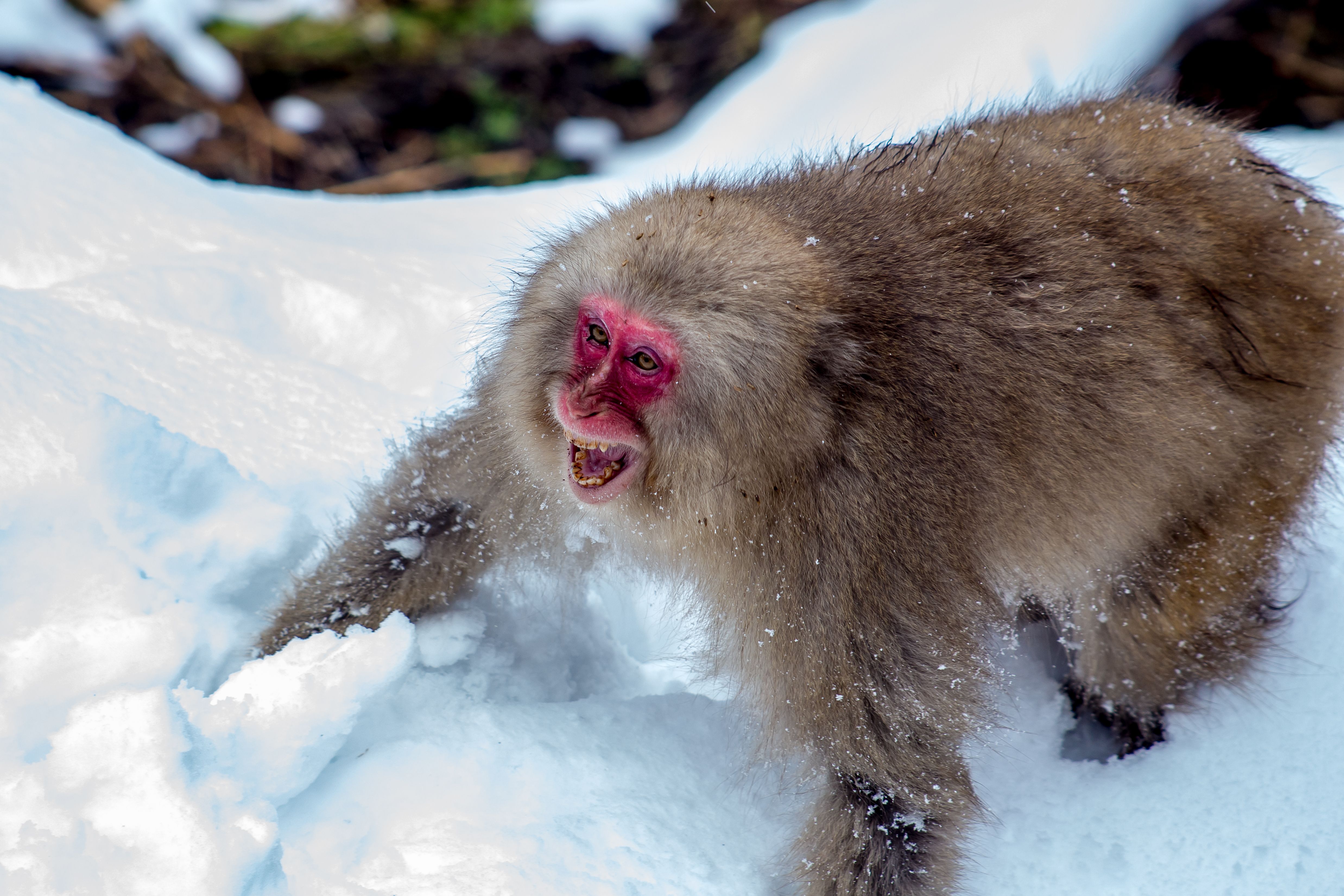 Closeup Photo of Primate · Free Stock Photo