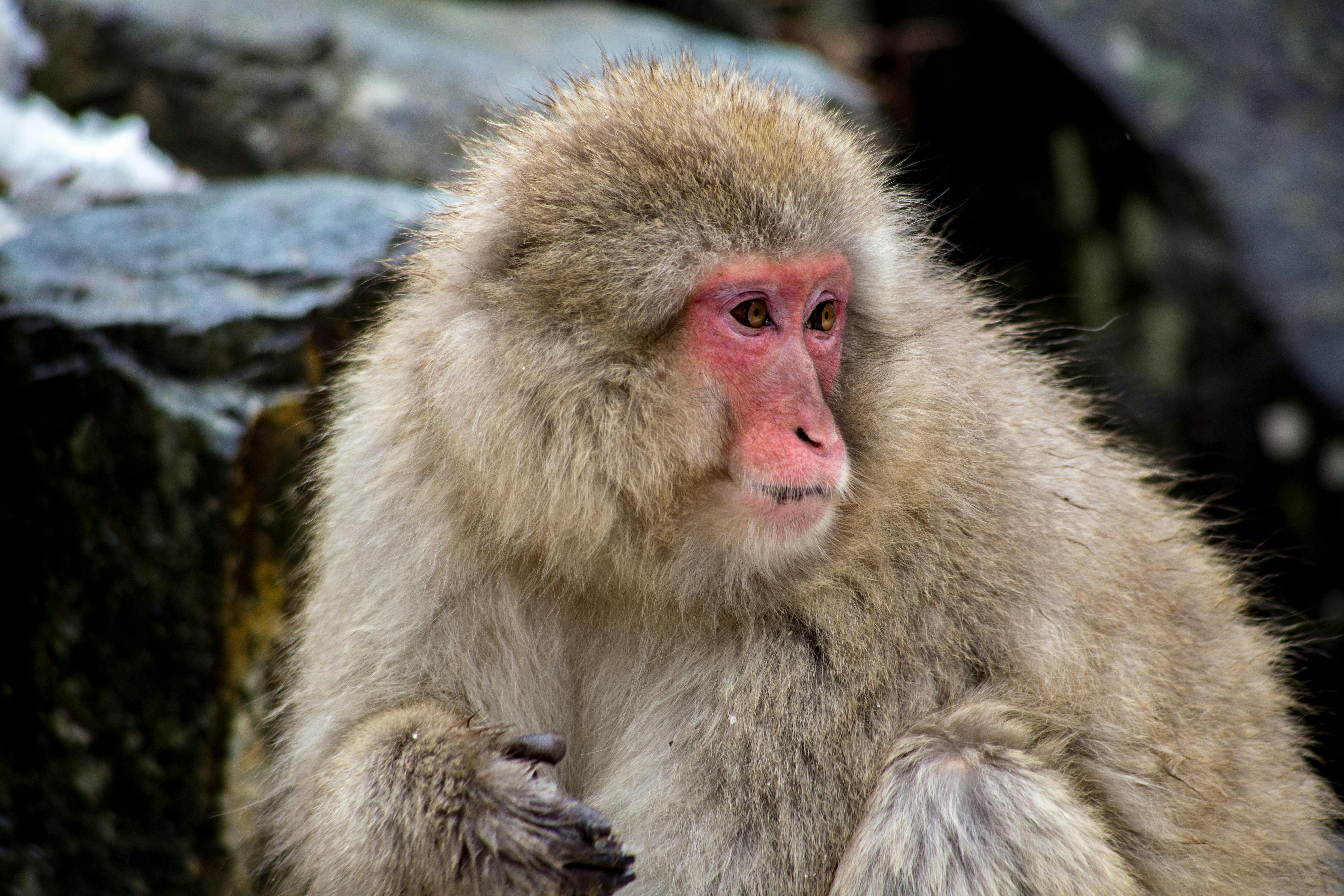Closeup Photo of Primate · Free Stock Photo