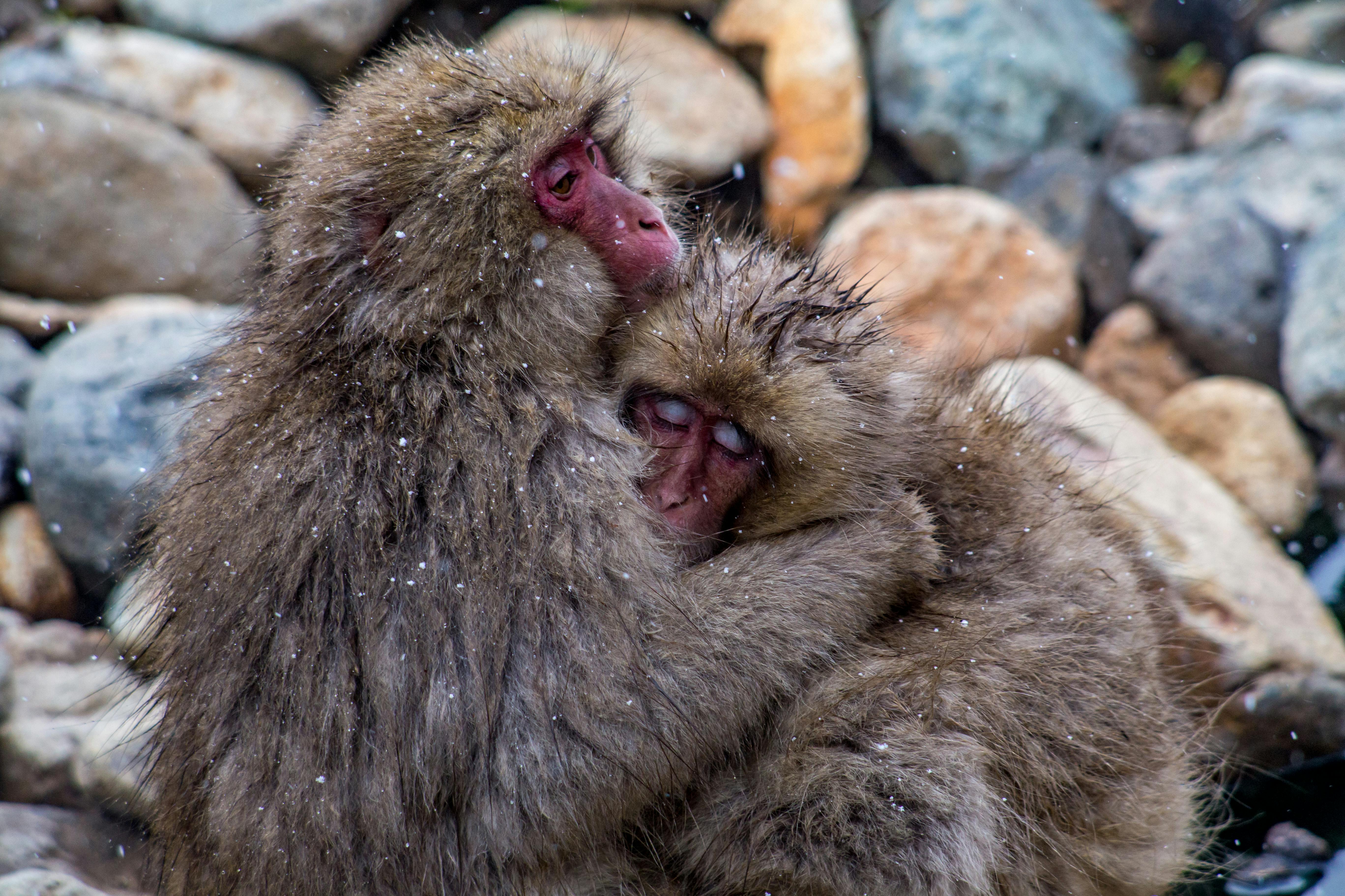 1,000+ Best Monkey Photos · 100% Free Download · Pexels Stock Photos