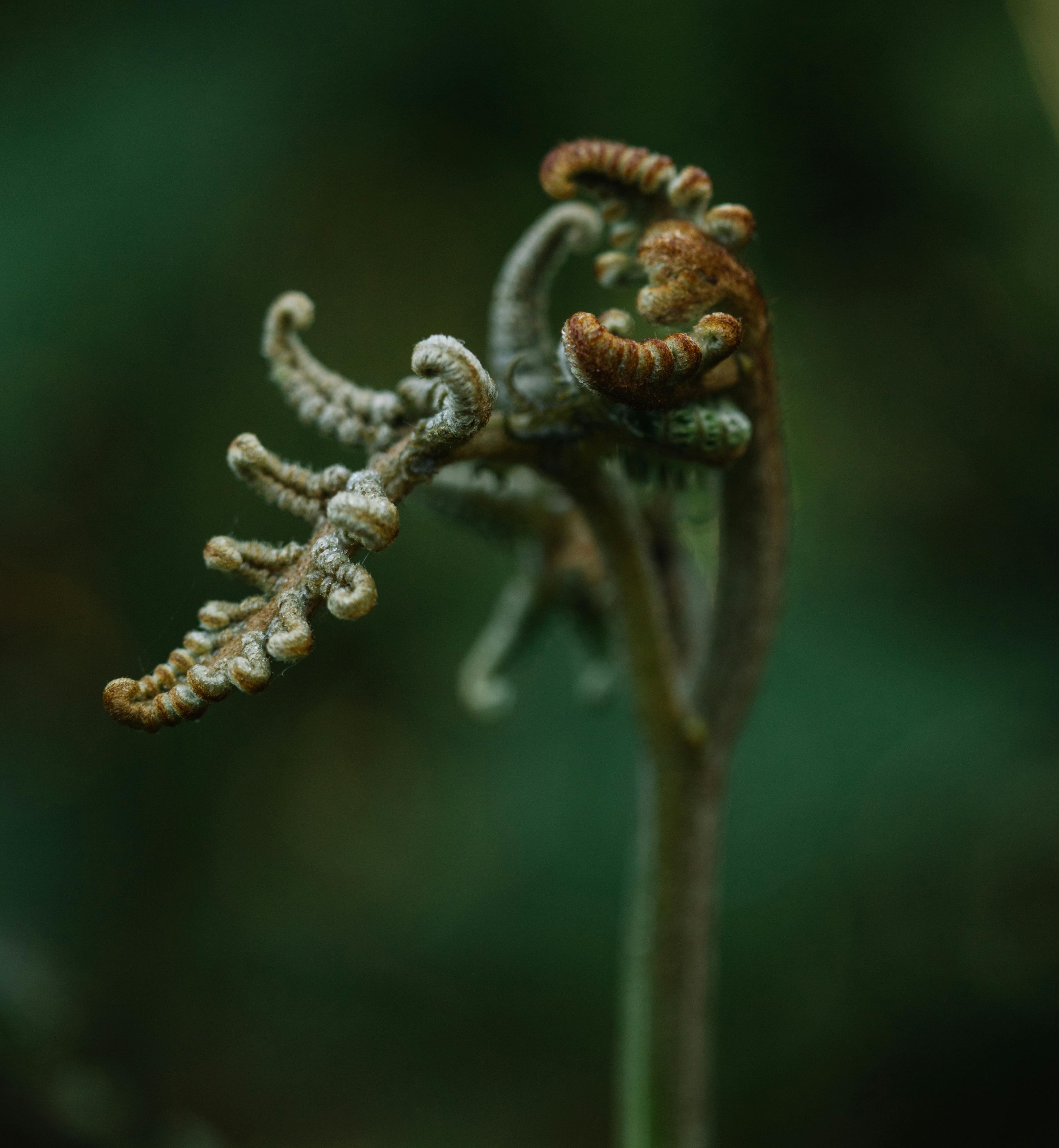 Bracken with wavy leaves growing in forest · Free Stock Photo