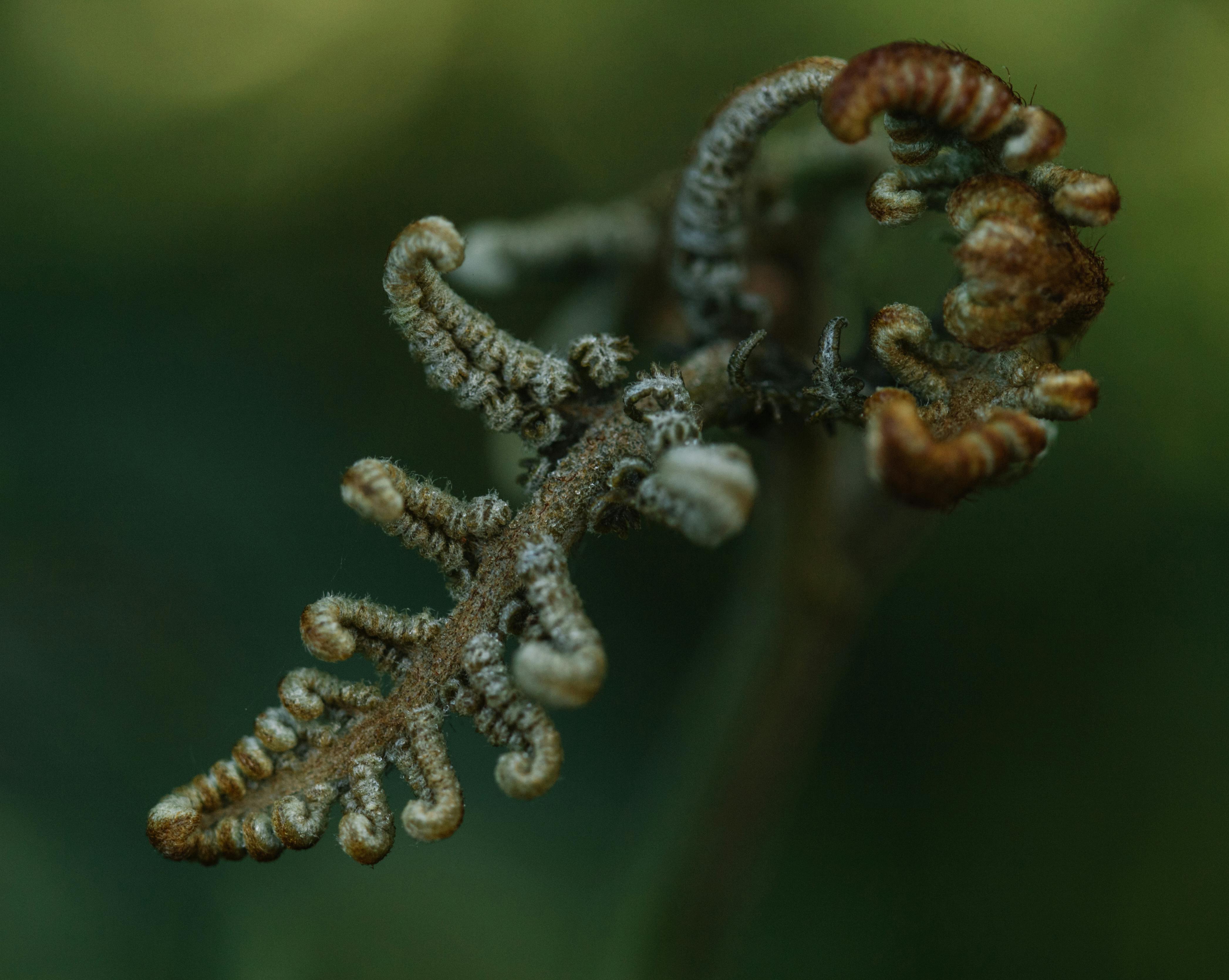 Bracken with wavy leaves growing in forest · Free Stock Photo
