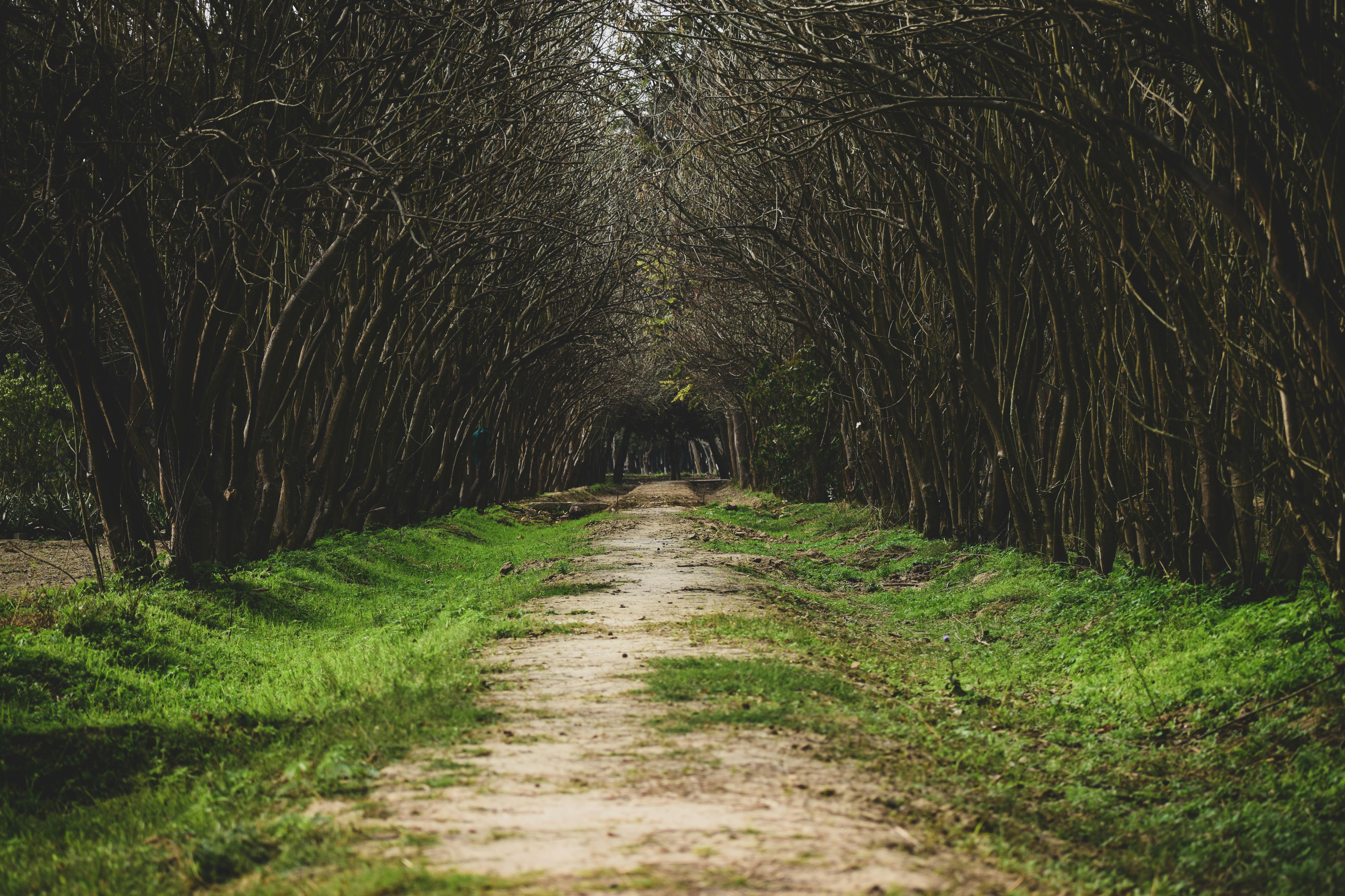 Concrete Pathway Between Trees · Free Stock Photo