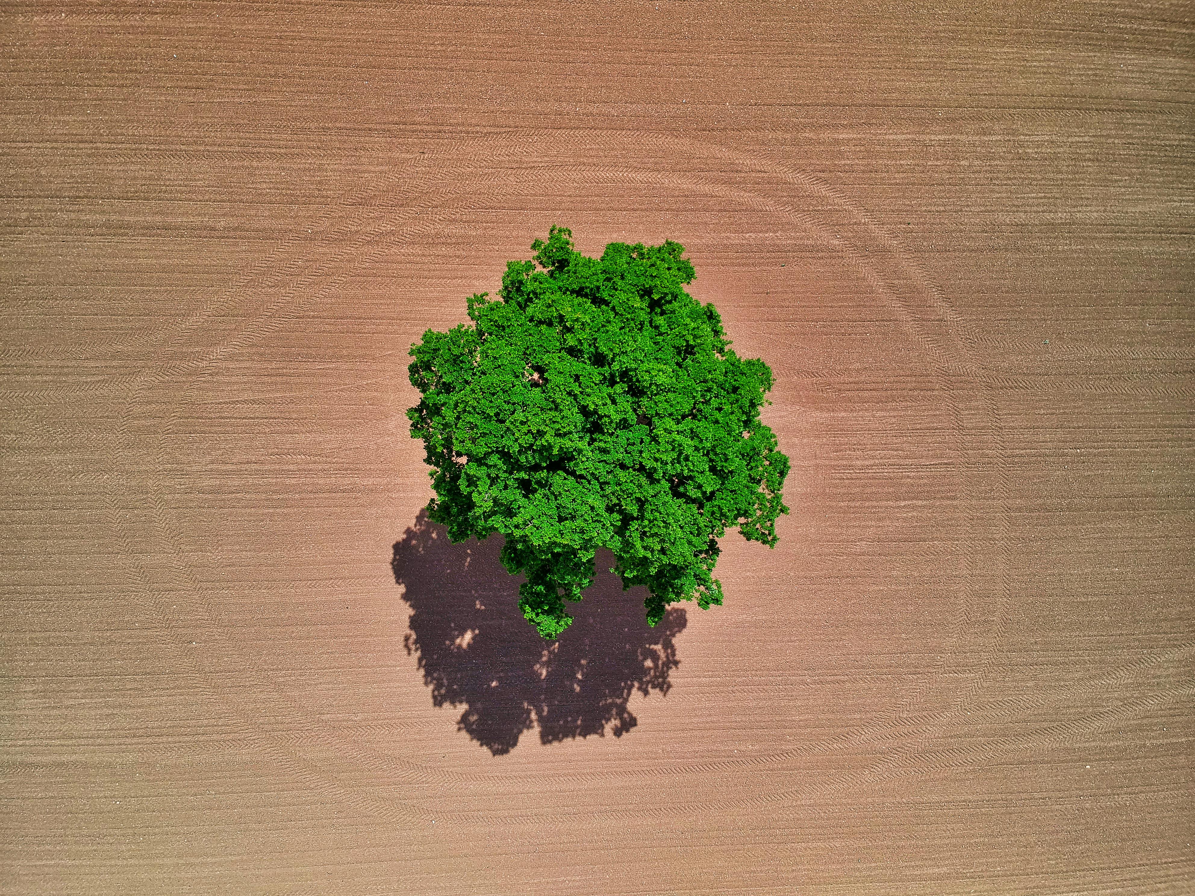 Tree From Above Photos, Download The BEST Free Tree From Above Stock ...
