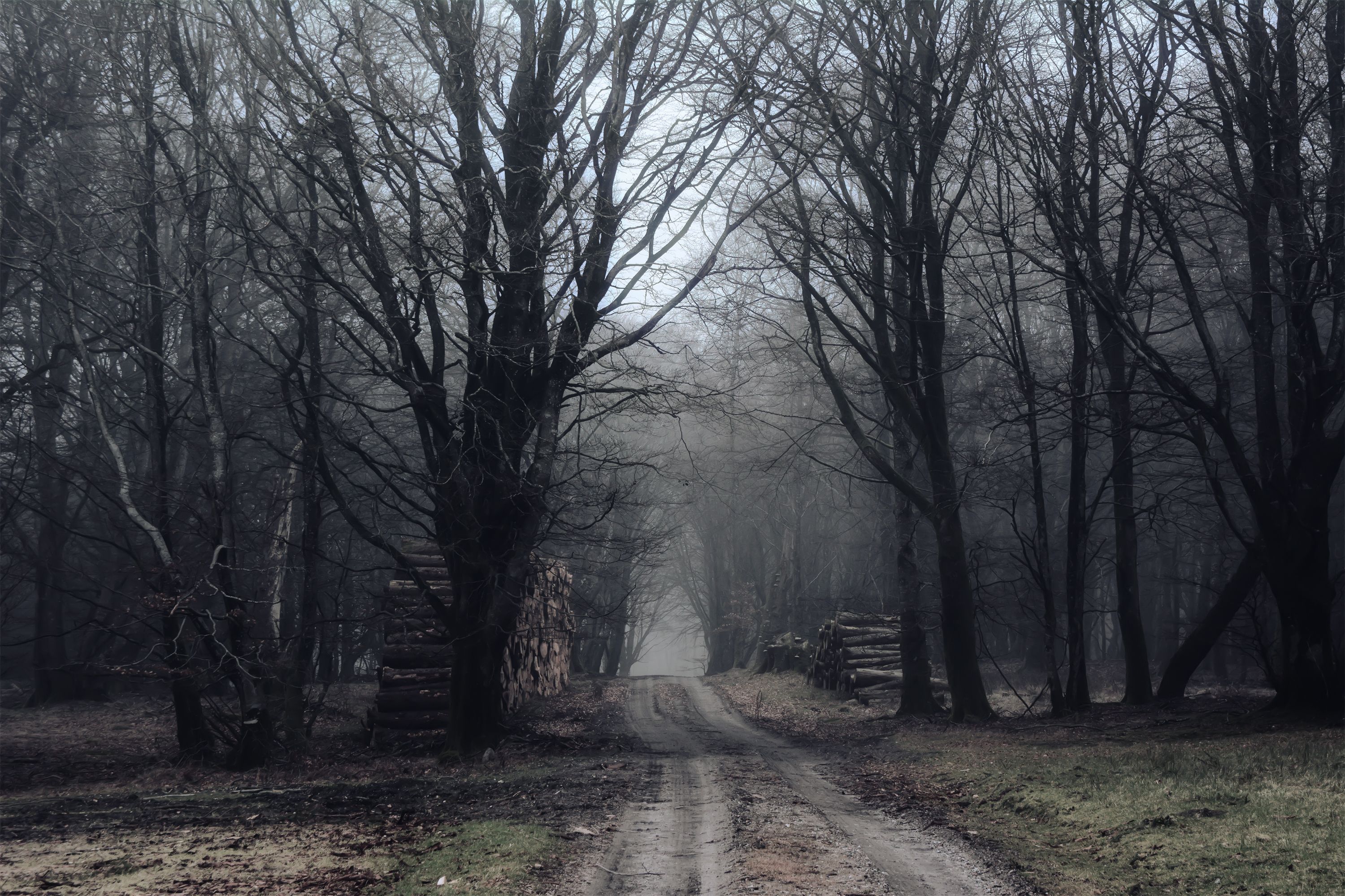 Forest during Dawn · Free Stock Photo