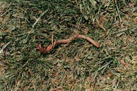 More 900 Worm Synonyms. Similar words for Worm.