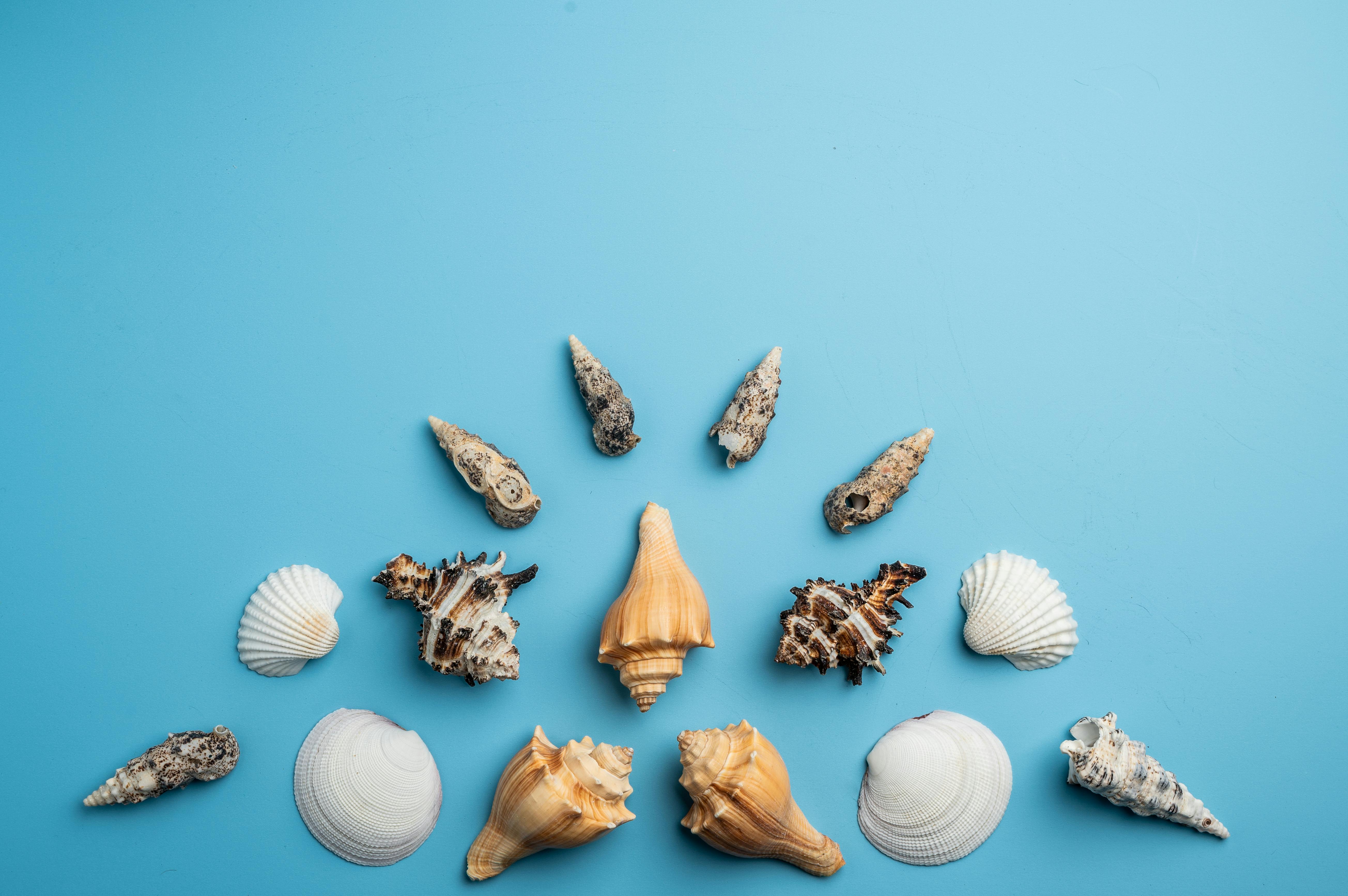Composition of seashells on blue background · Free Stock Photo