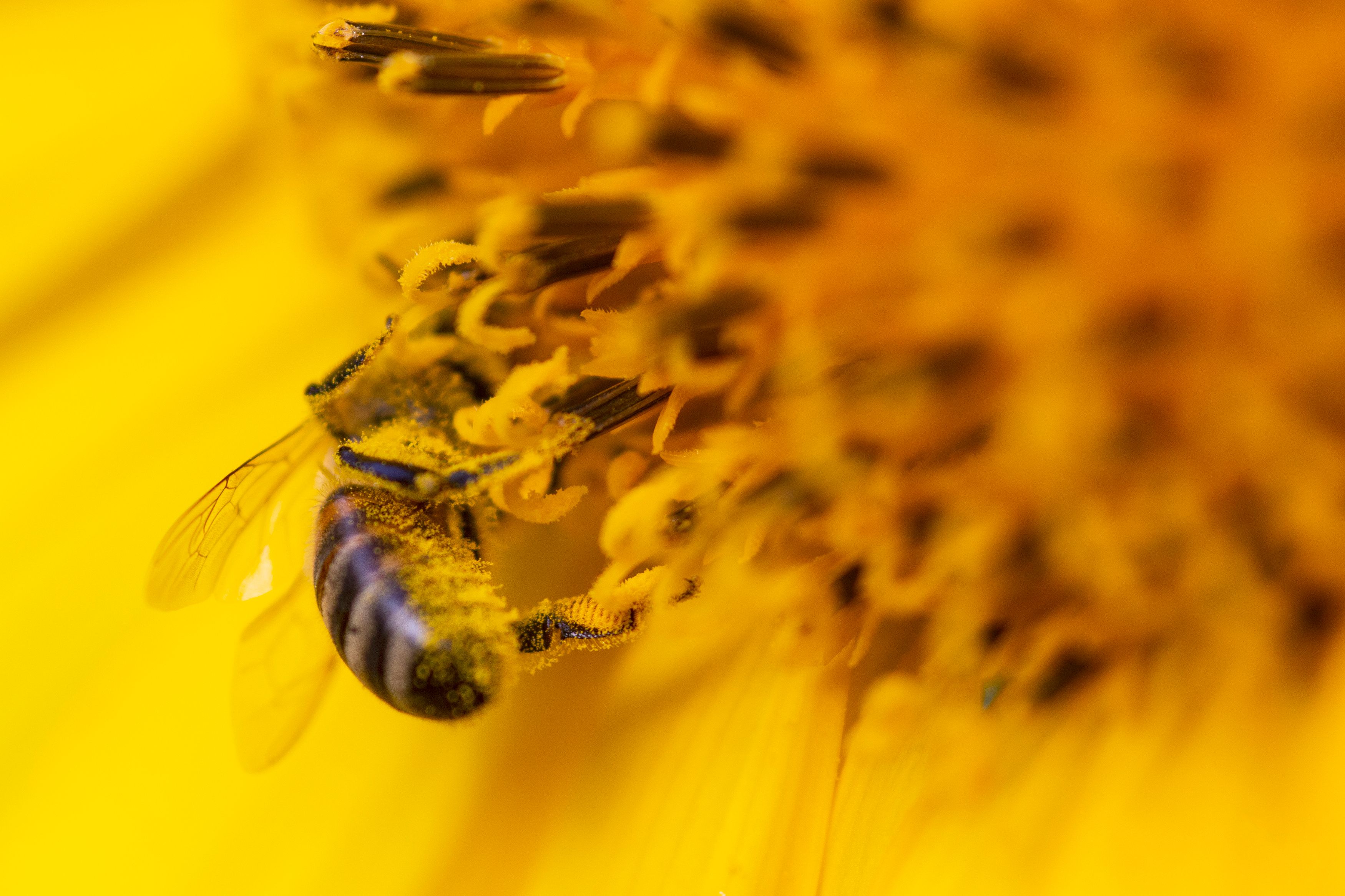 Close-Up Shot of Bee on Yellow Flower · Free Stock Photo
