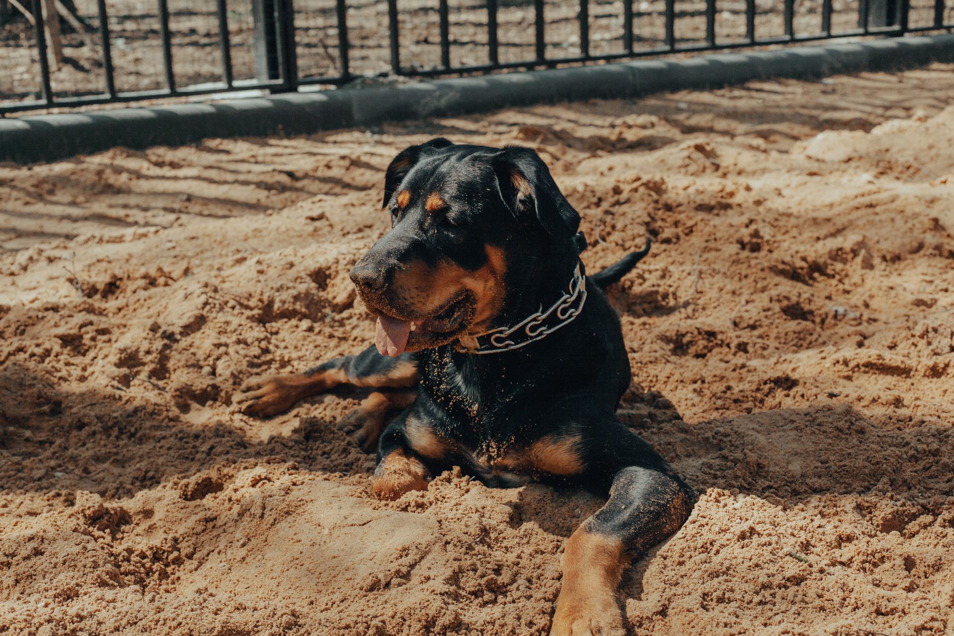Rottie Staffy Mix: Breed Facts, Characteristics & Care Tips