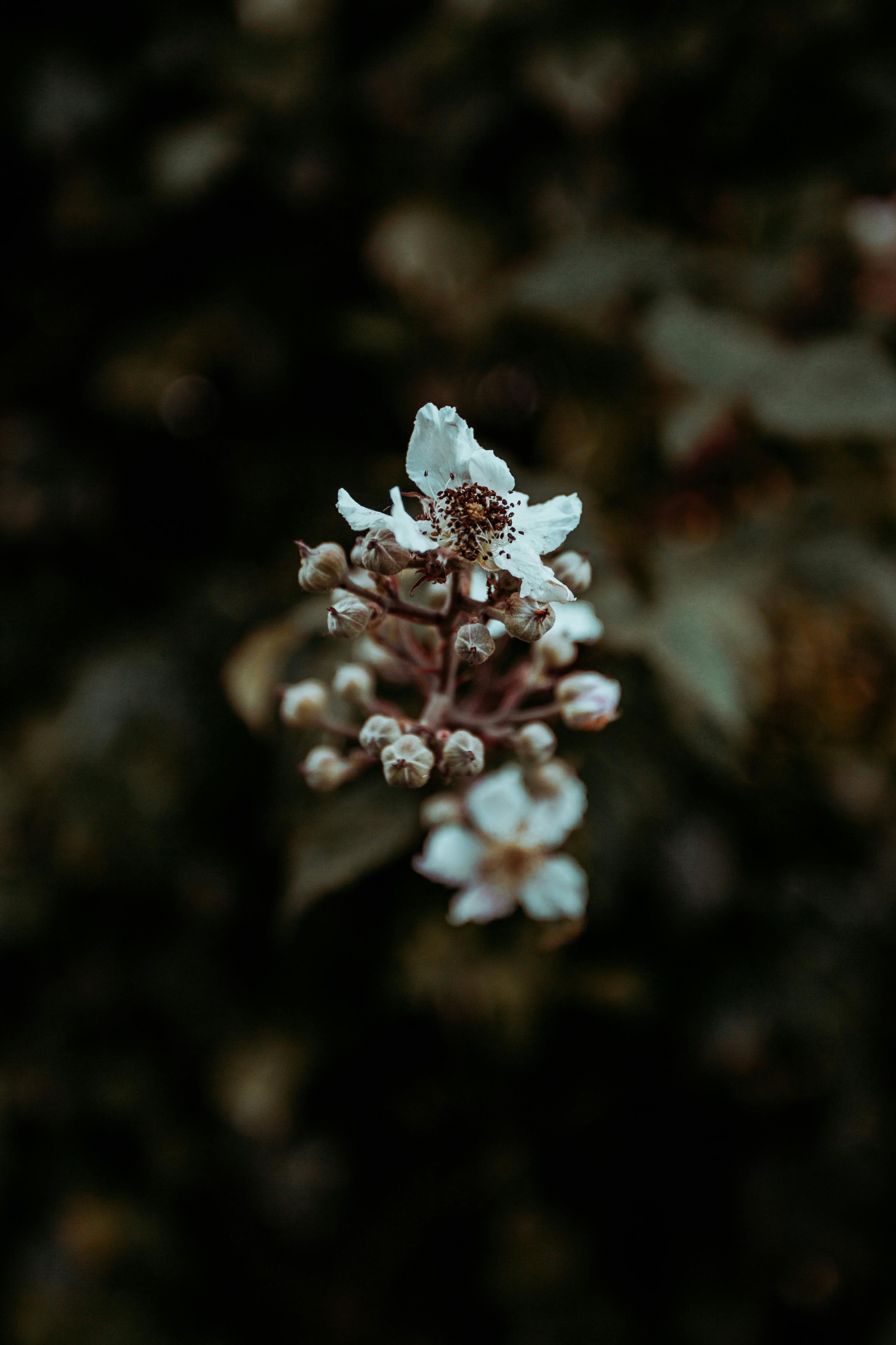 Ball shaped white flowers of Viburnum opulus plant · Free Stock Photo