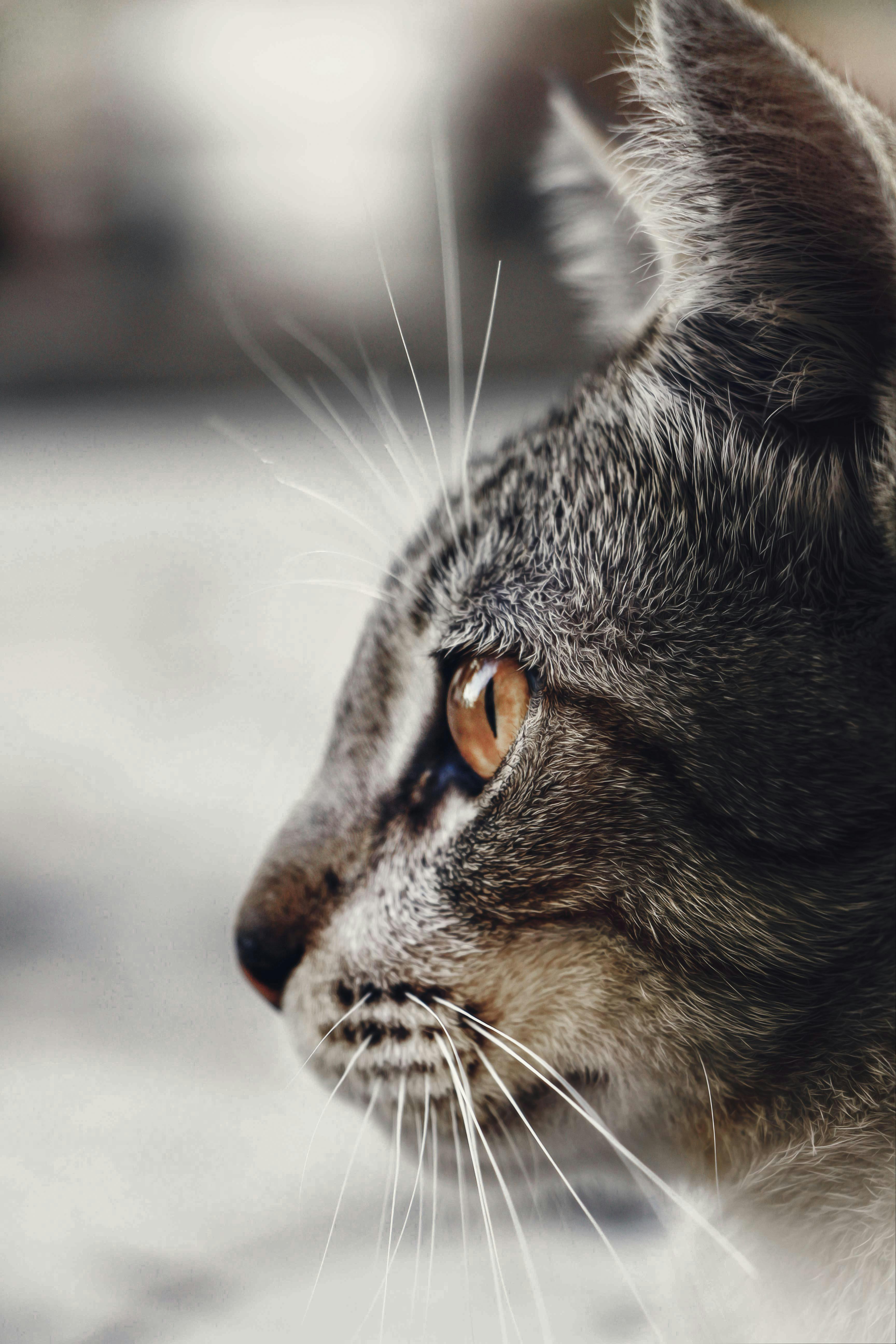 Close up of Cat Head · Free Stock Photo