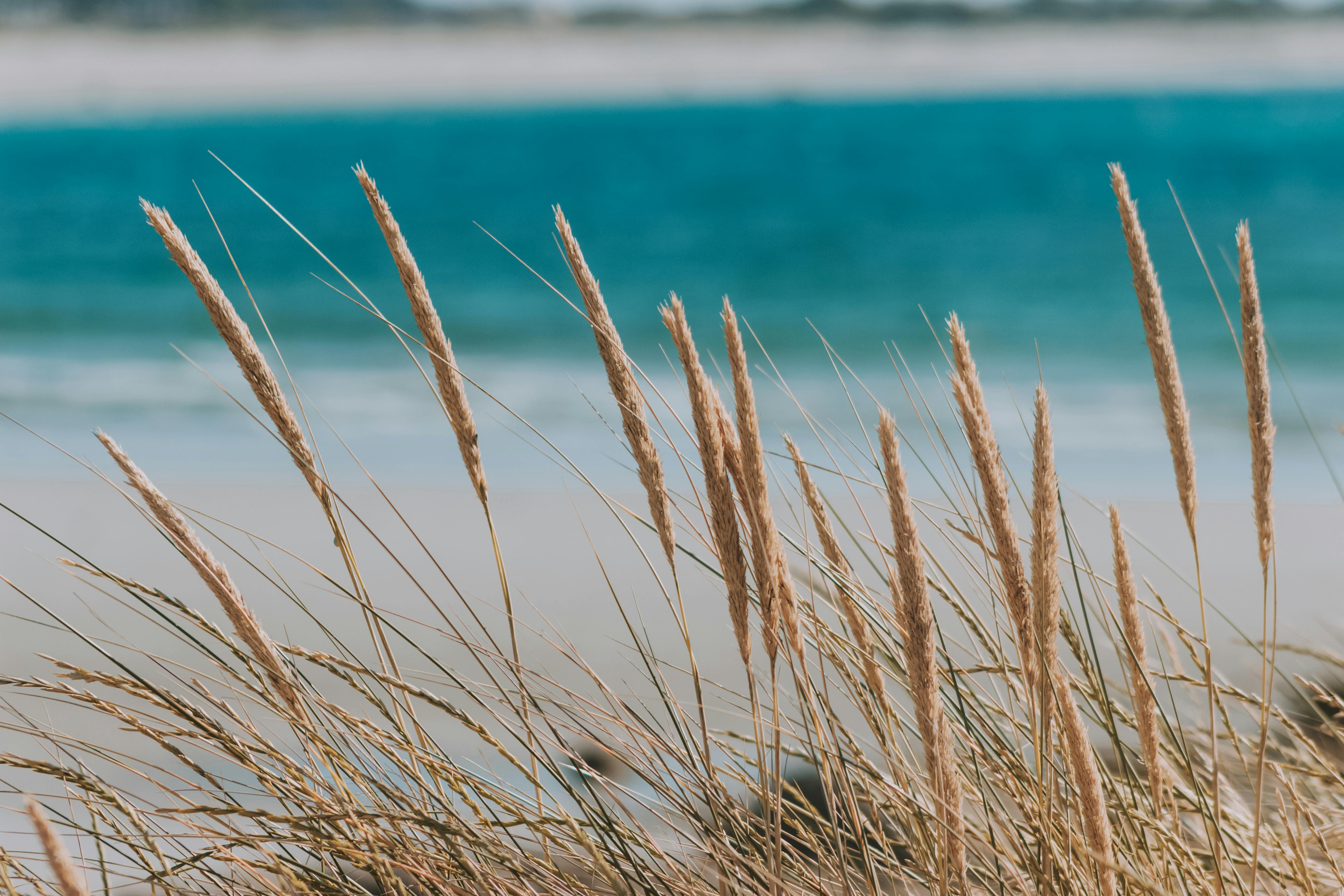 Grass at Beach · Free Stock Photo