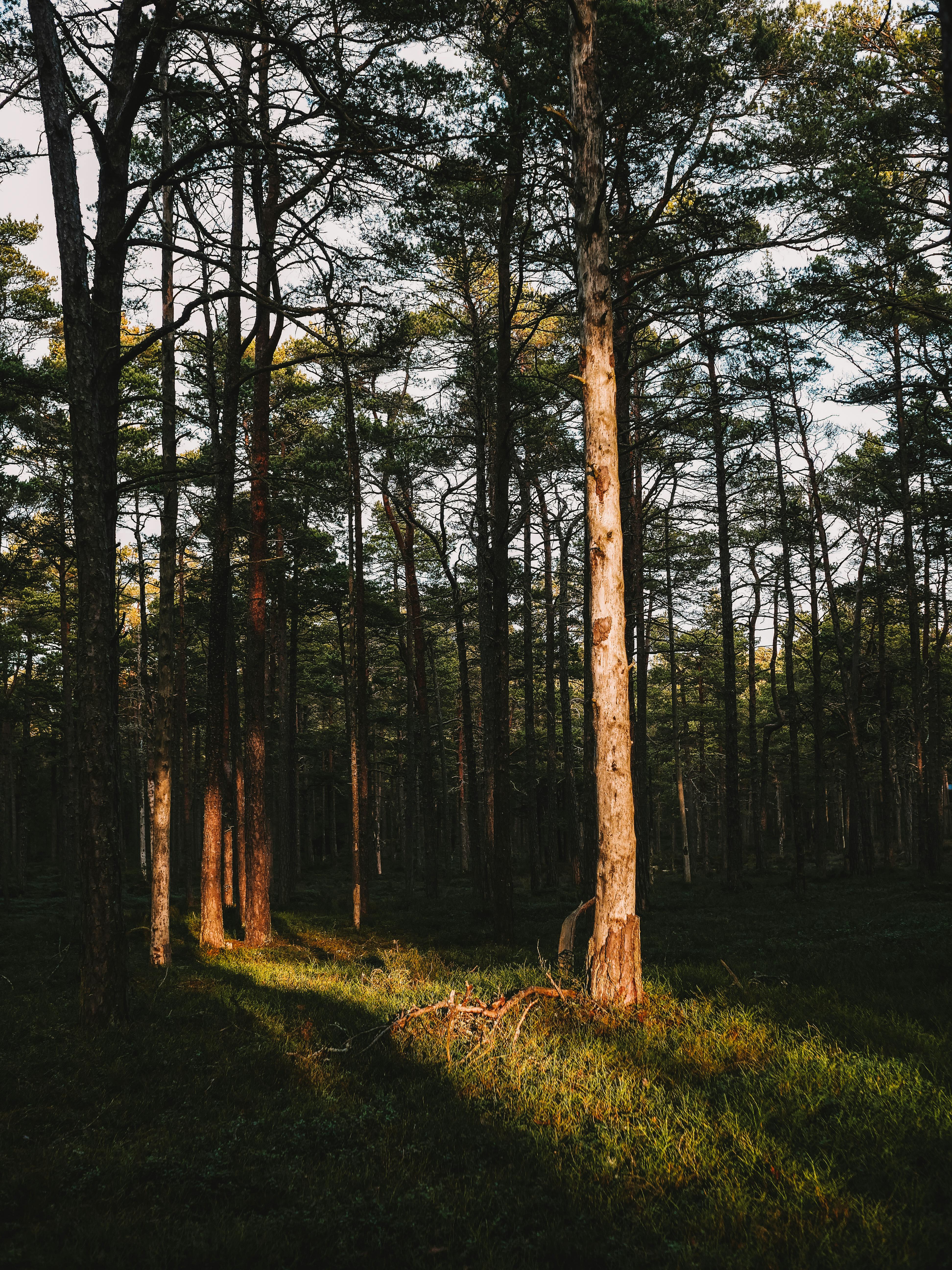 Photo of Forest during Daytime · Free Stock Photo