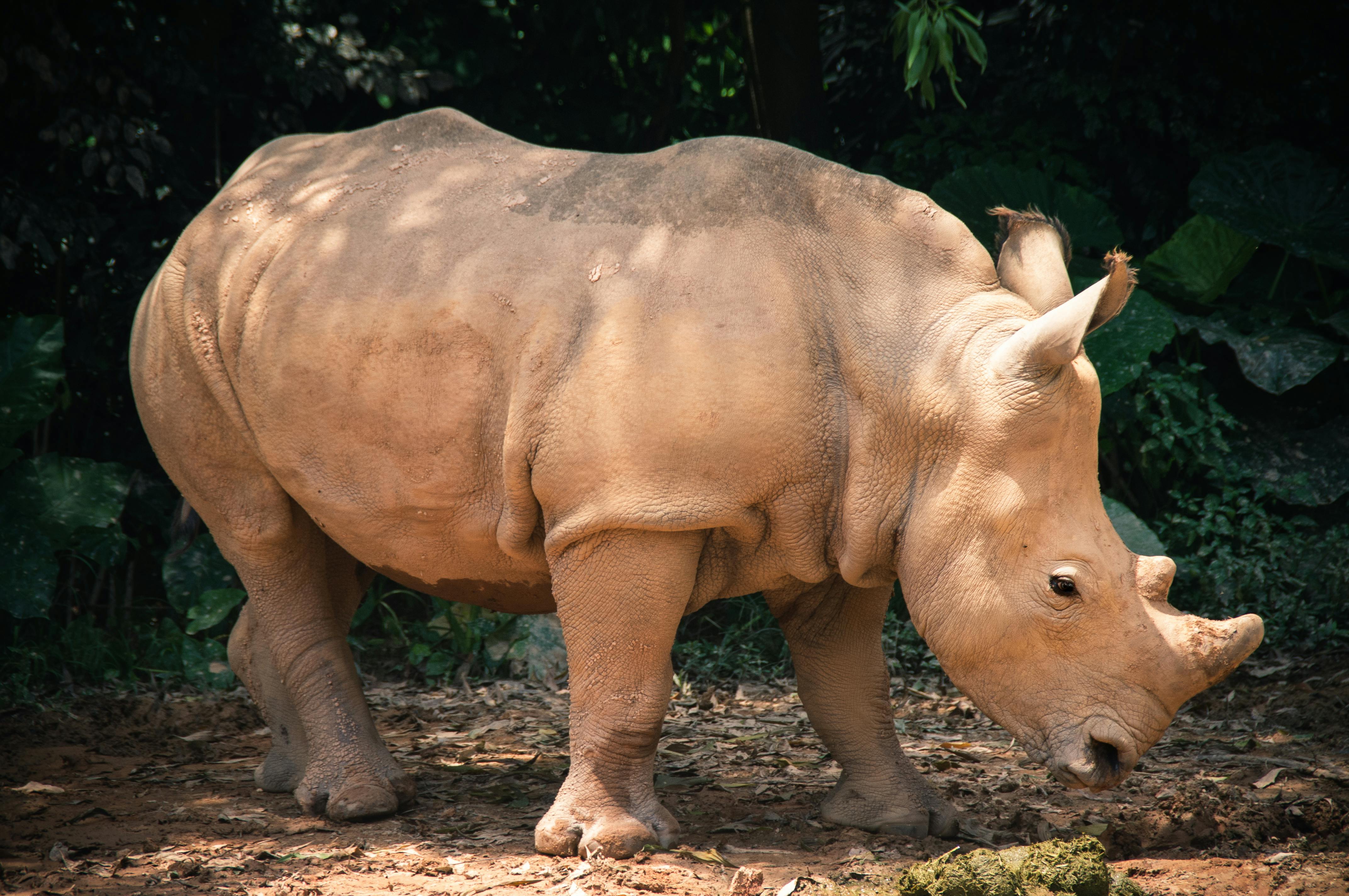Rhino Photos, Download The BEST Free Rhino Stock Photos & HD Images