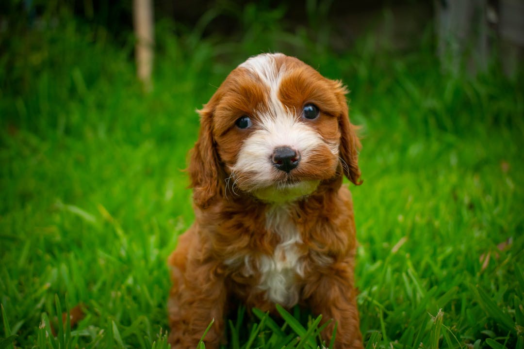 F1b Cavapoo 101: Essential Guide to F1b Cavapoos