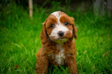 The Ultimate Cavapoo Size Chart Guide: Expectations & Growth