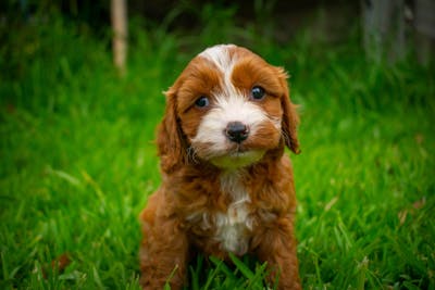 The Ultimate Cavapoo Size Chart Guide: Expectations & Growth