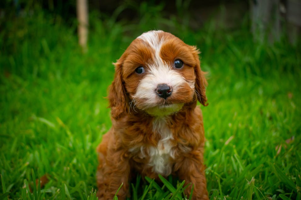 What Is a Cavapoo Mixed With: Breed Guide & Facts Inside