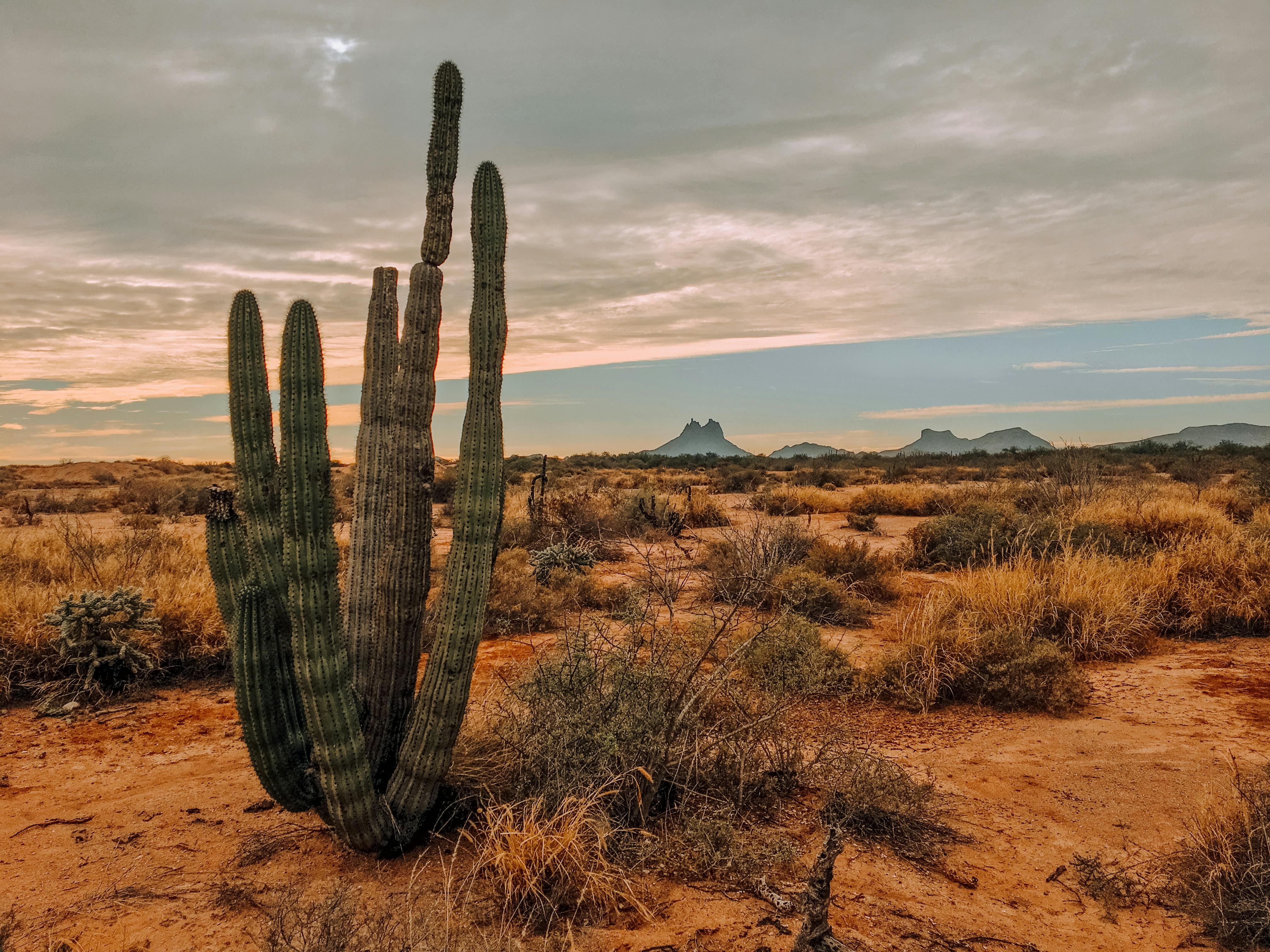 High cactus on dry terrain behind mounts under cloudy sky · Free Stock ...