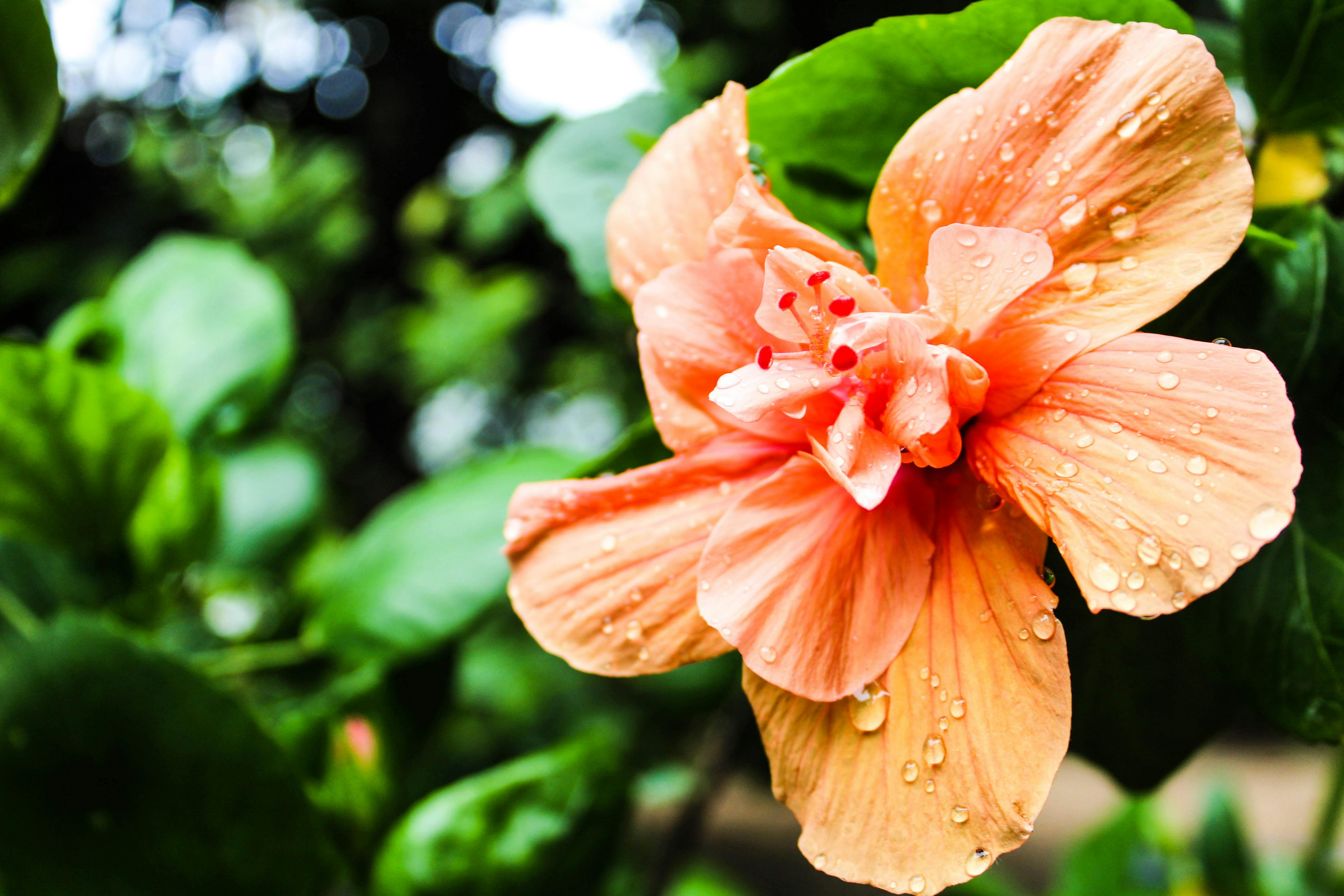 Free stock photo of beautiful flowers, close-up flora flower HD ...