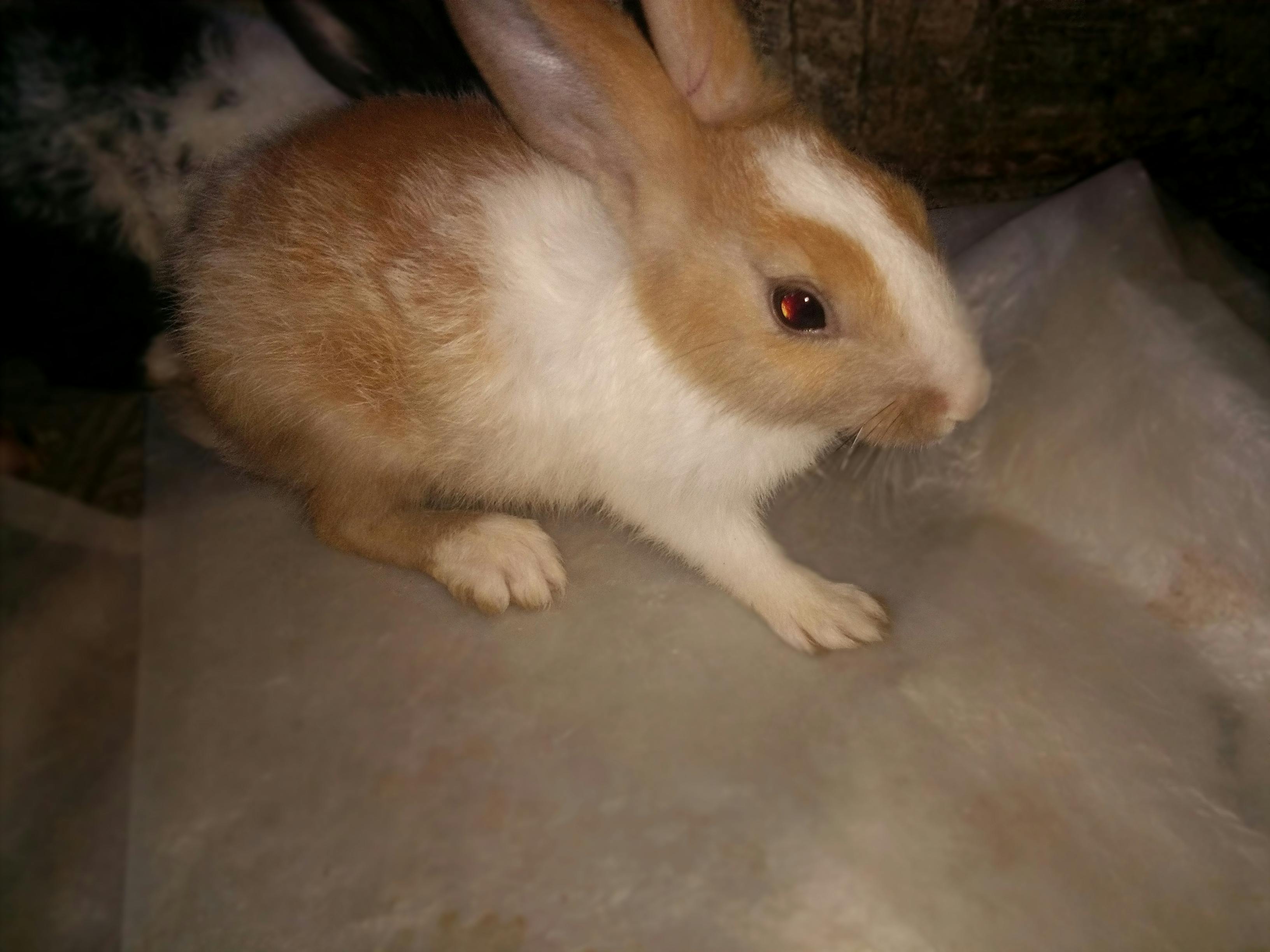 Free stock photo of brown rabbit, bunny, bunny ears