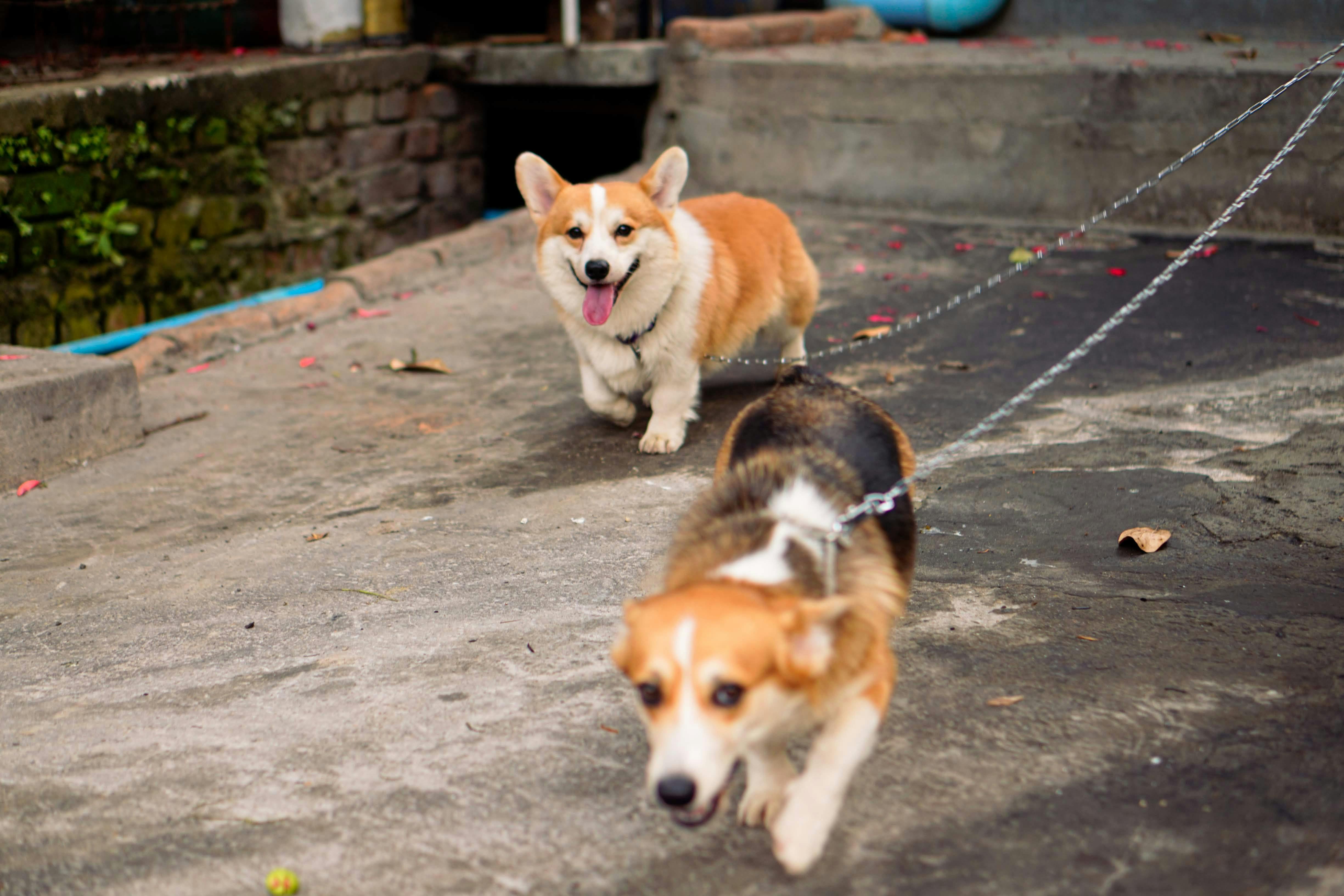 Cheerful Pembroke Welsh Corgi dogs strolling on street · Free Stock Photo
