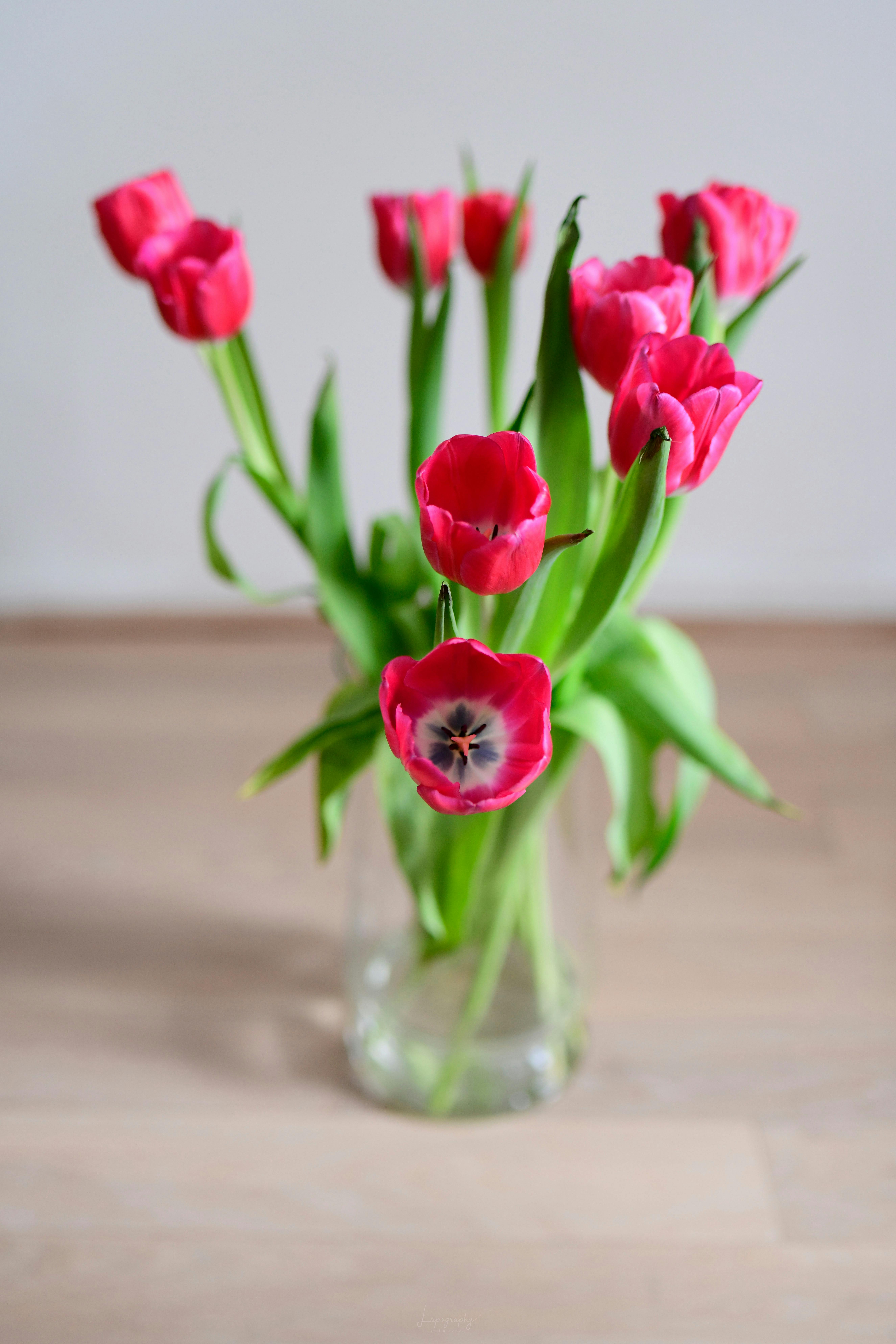 Fresh red flowers in glass vase · Free Stock Photo